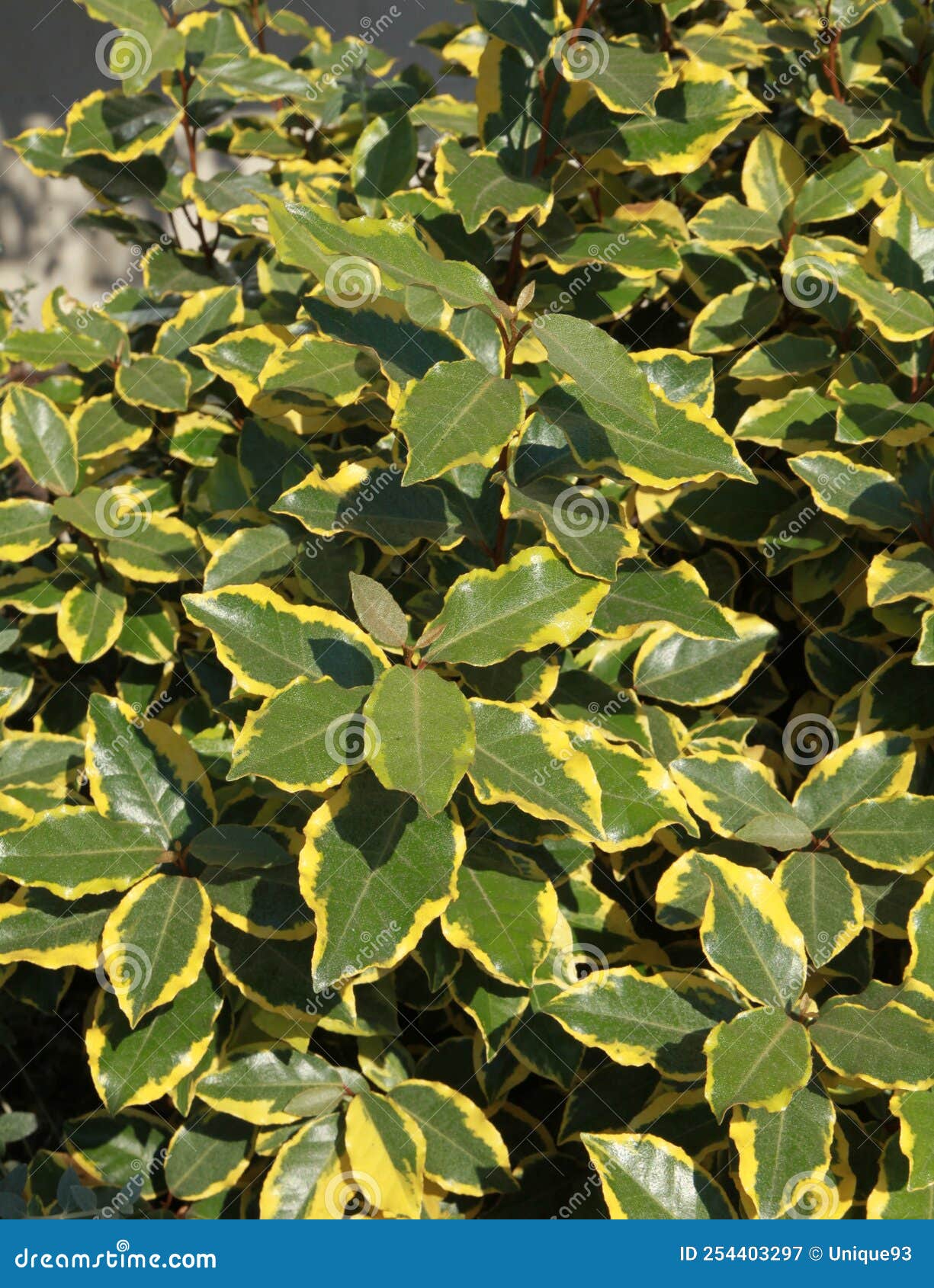 Foliage of an Elaeagnus Ebbengei Lime Light Hedge Stock Image - Image ...