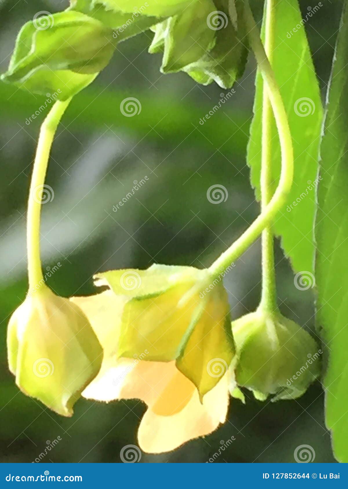 Hawaii flower buds stock photo. Image of path, hawaii - 127852644