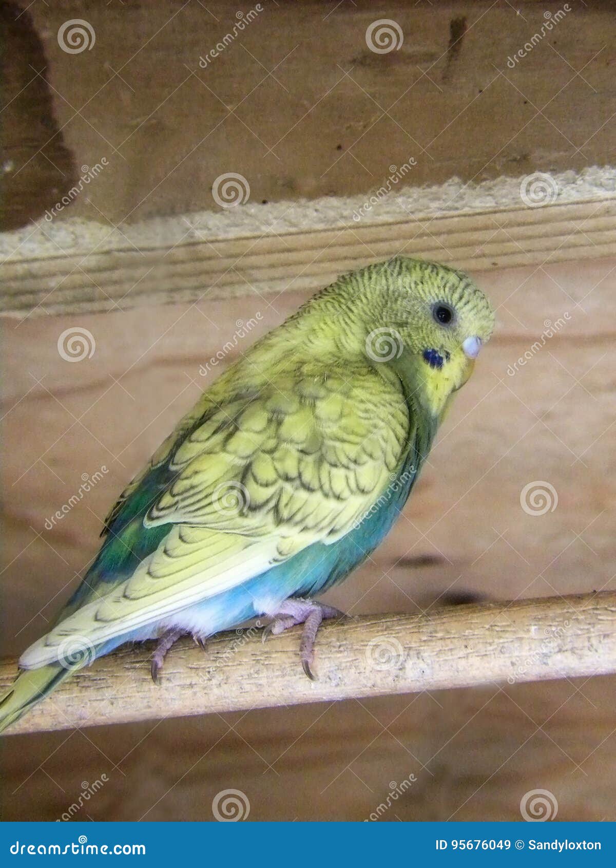 Green and Yellow Lacewing Fledgling Stock Image - Image of husbandry ...