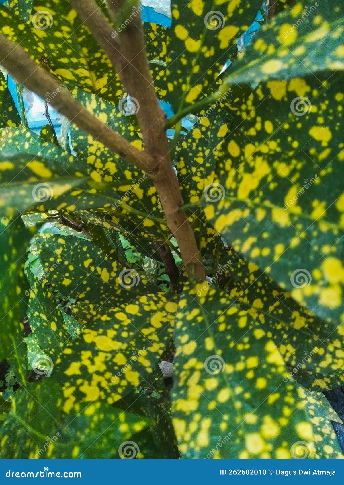 Green and Yellow Leafy Plants Stock Photo - Image of natural, morning ...