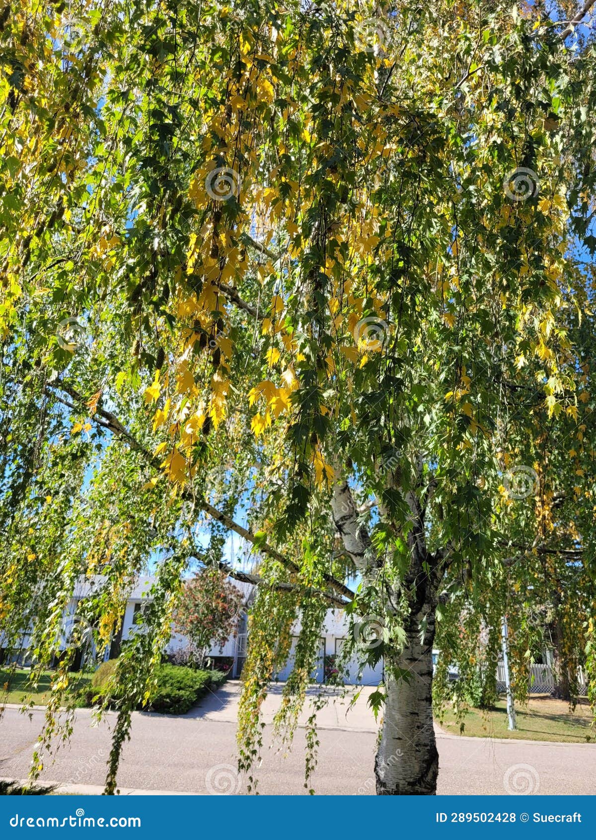Green and Yellow Leaves on the Weeping Birch Tree Stock Photo - Image ...