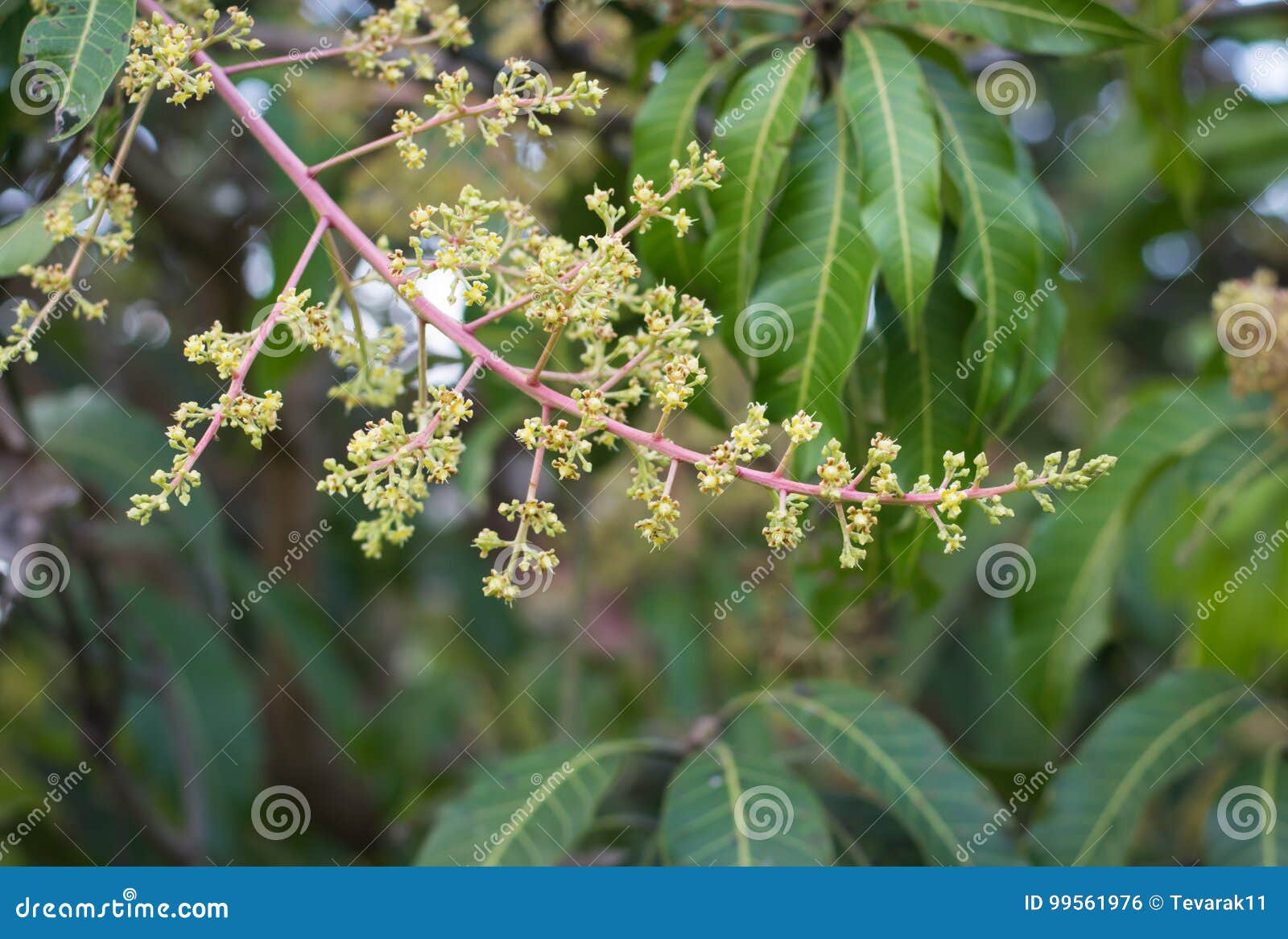 Mango Flowers,mango Tree And Blue Sky Beautiful View, Mango Farm And ...