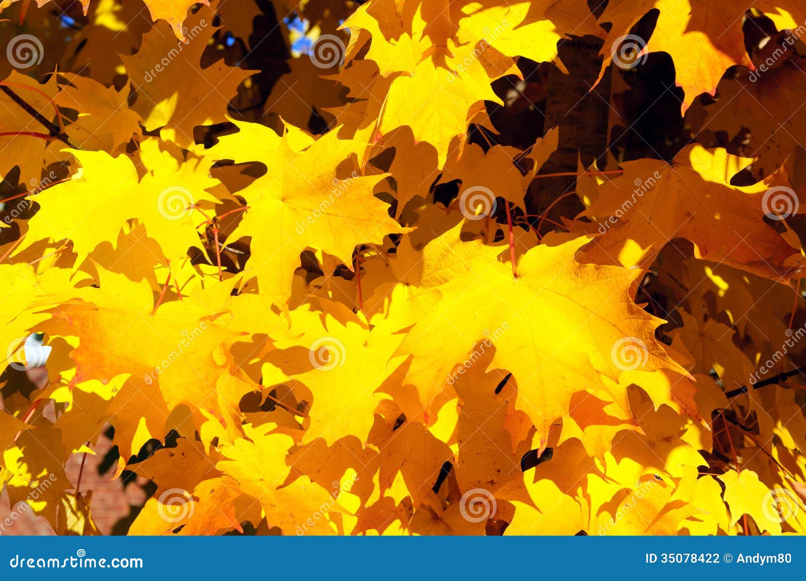 Green and Yellow Maple Leaves in Fall Stock Photo - Image of forest ...