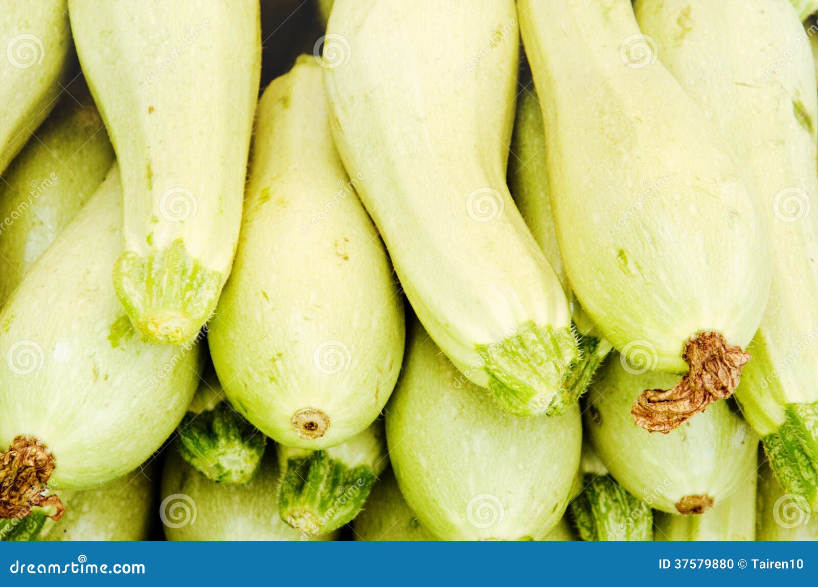 Green and Yellow Marrow Squash Stock Photo - Image of pattern, growth ...