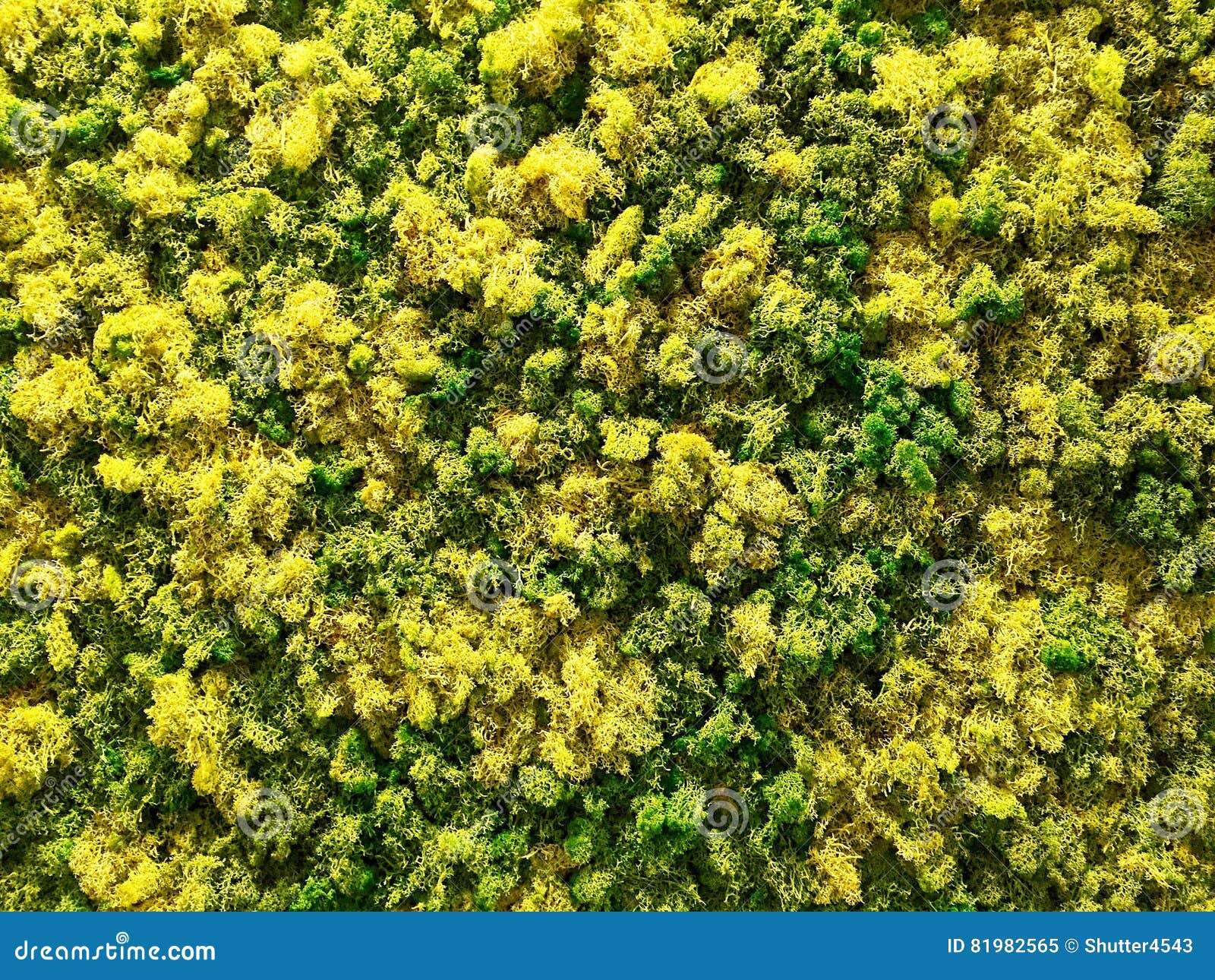 Green and Yellow moss stock image. Image of nature, garden - 81982565