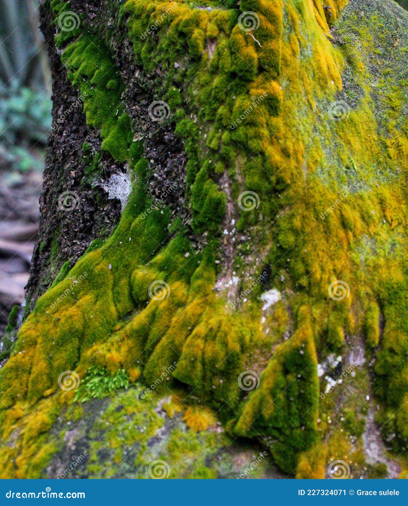 Green and Yellow Moss on a Rotting Log Stock Image - Image of yellow ...