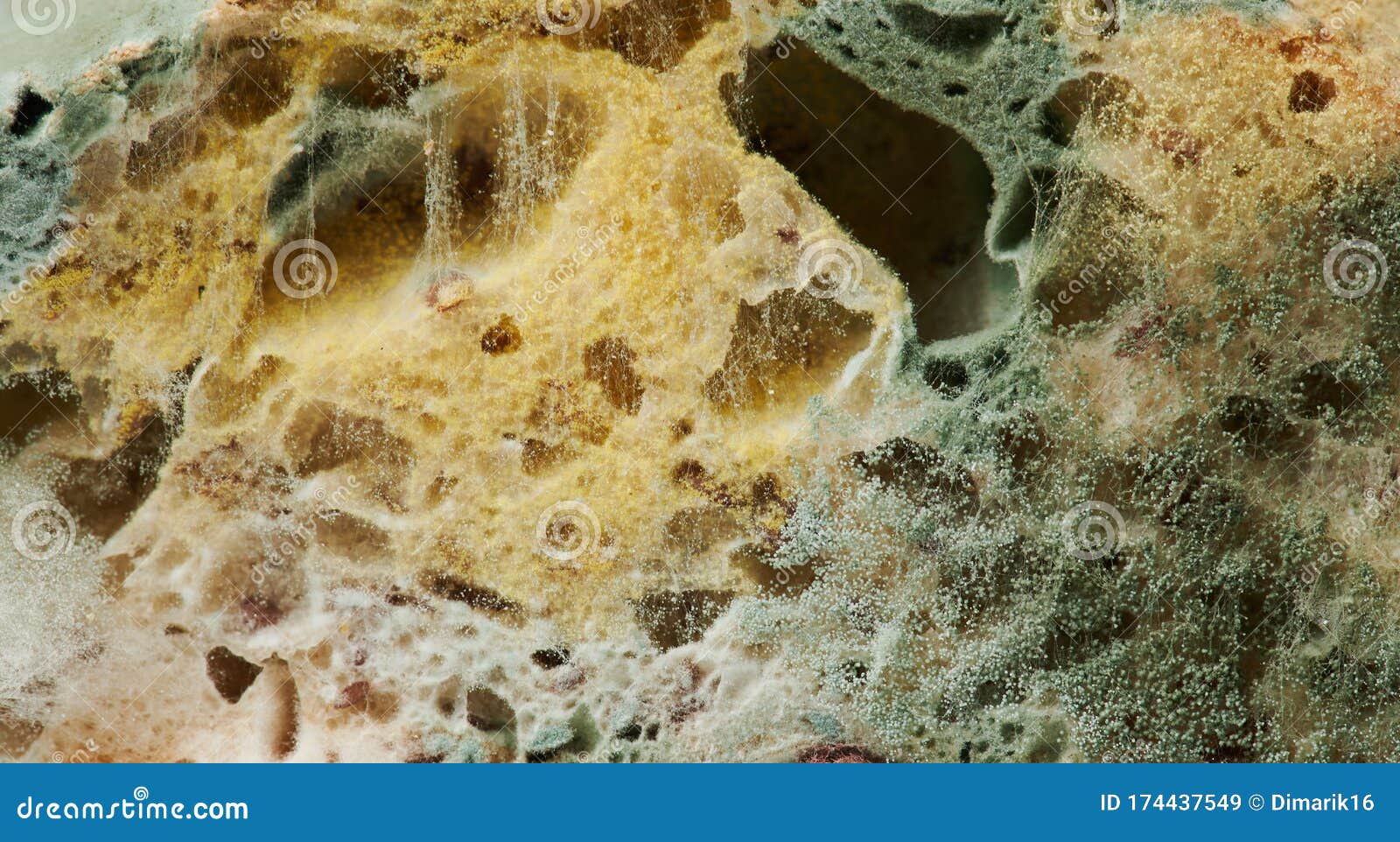Green and Yellow Mould on Bread Stock Image - Image of scientific ...