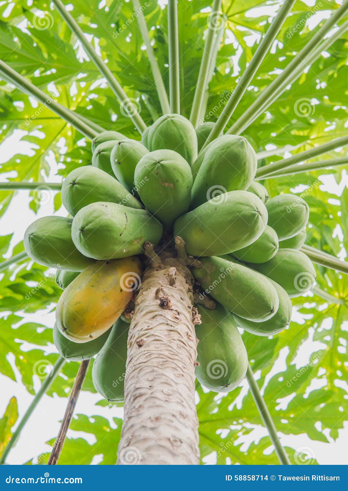 Green and Yellow Papaya Fruit Stock Photo - Image of asia, food: 58858714