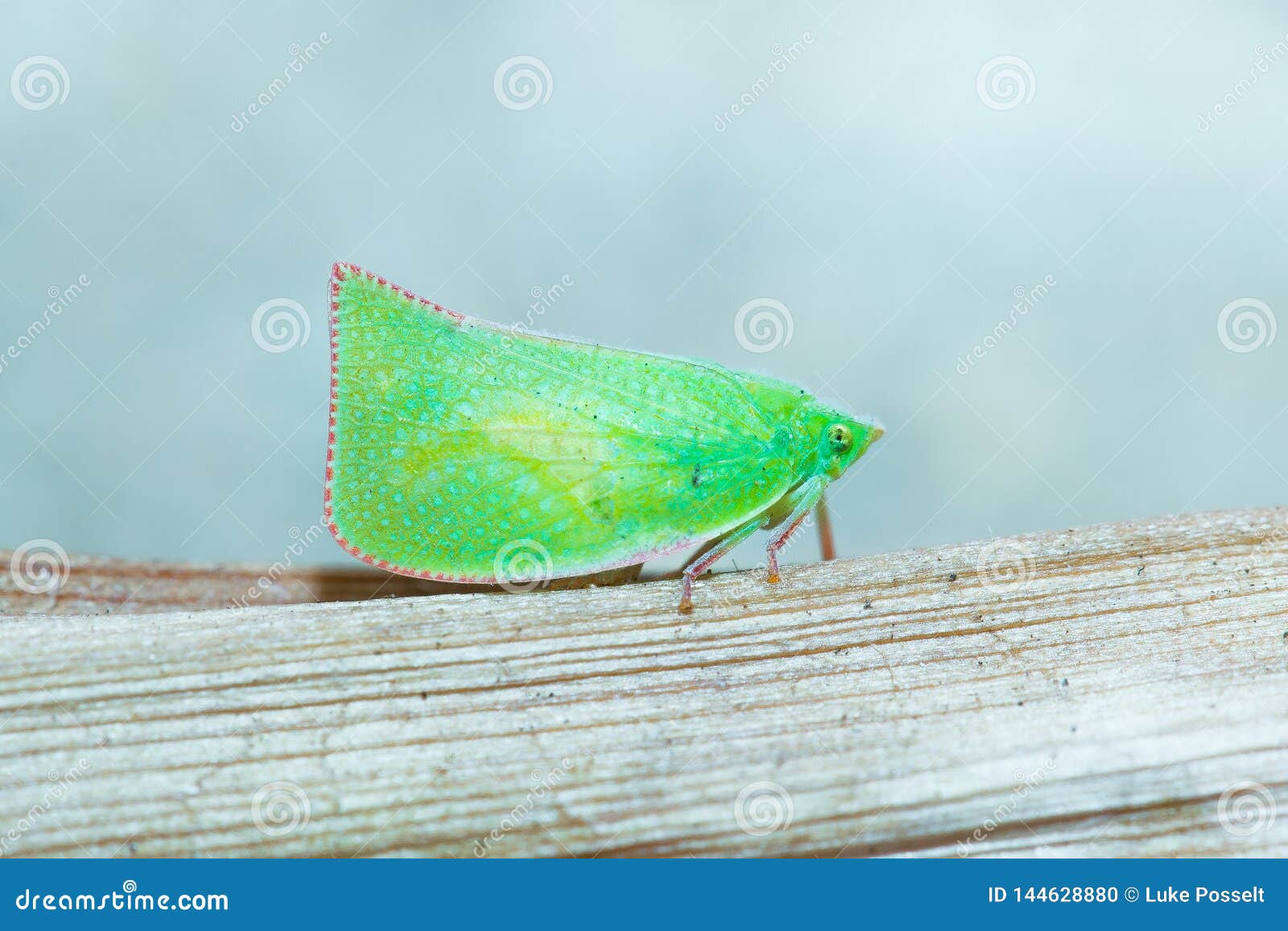 Green and Yellow Patterned Beetle Macro Stock Photo - Image of macro ...