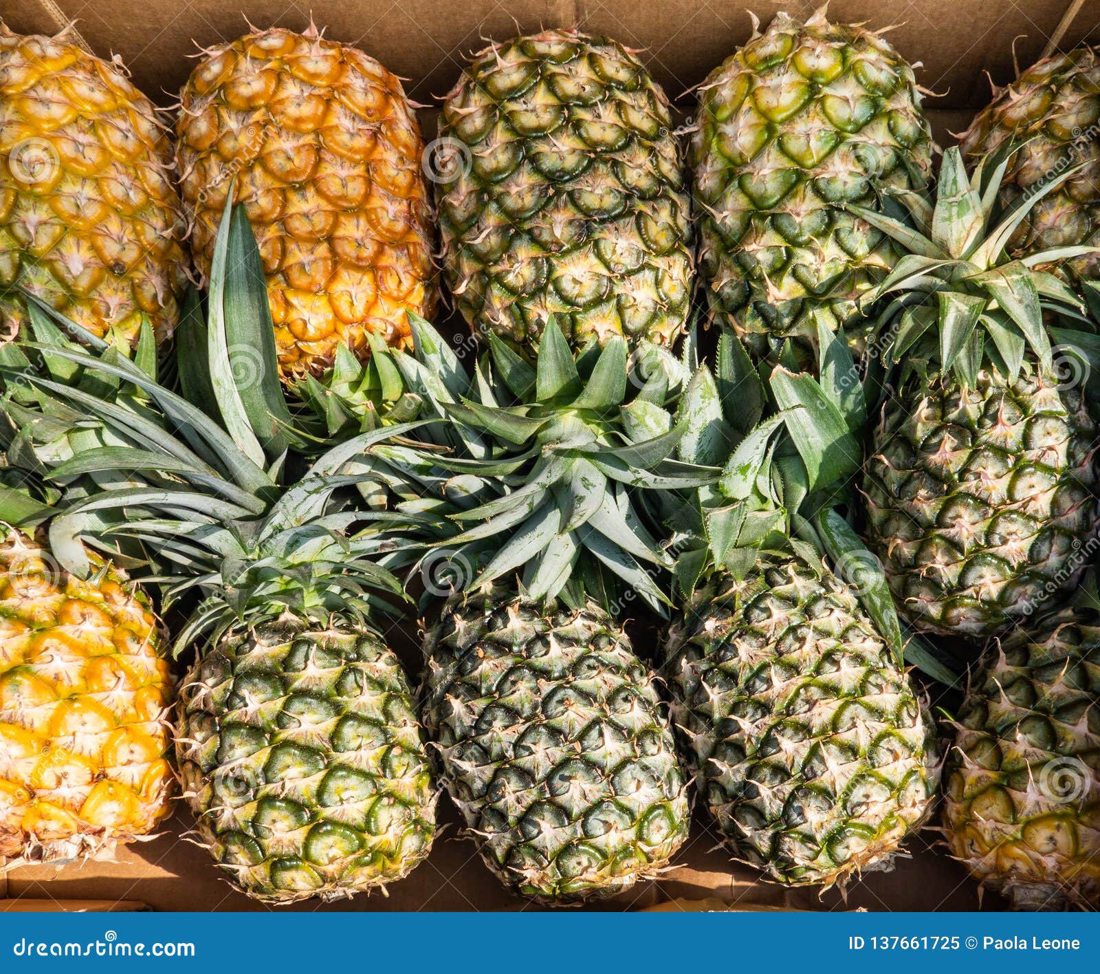 Green and Yellow Pineapples in a Box. Ananas Comosus Stock Image ...