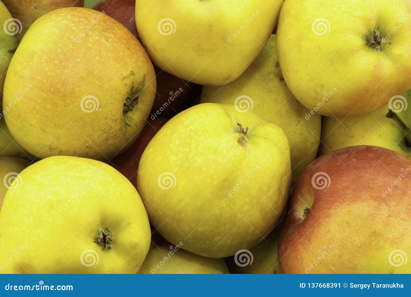 Green, Yellow and Red Apples Stock Image - Image of harvest, bunch ...