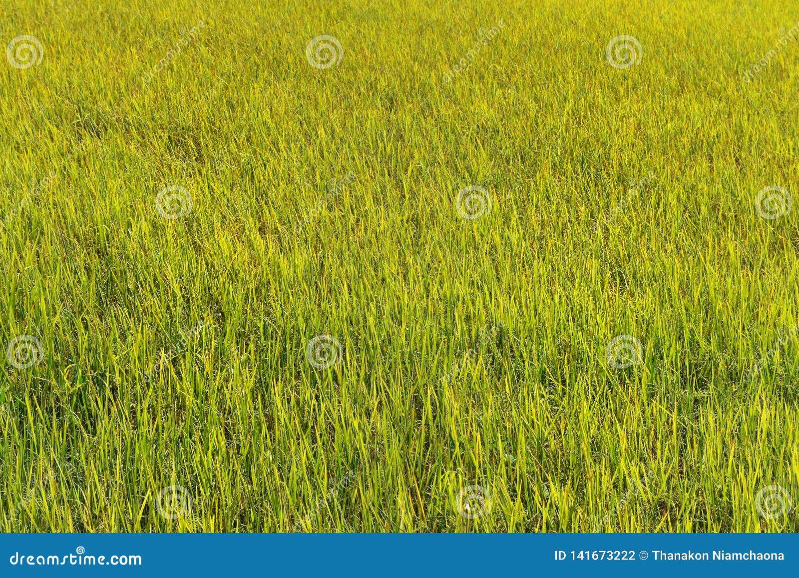 Green and Yellow Rice in Field for Background Stock Photo - Image of ...