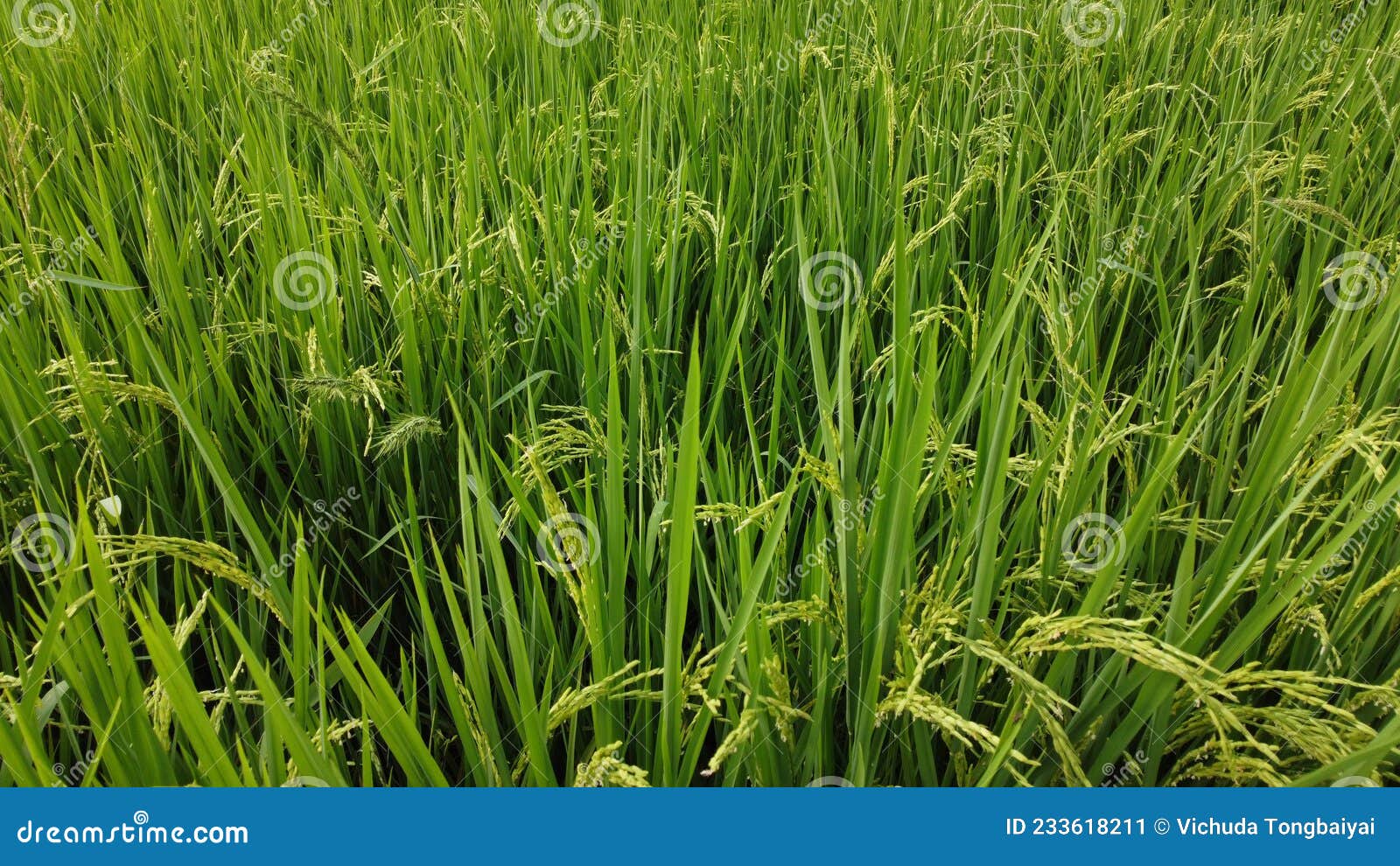 Green and Yellow Rice Fields in the Countryside Stock Image - Image of ...