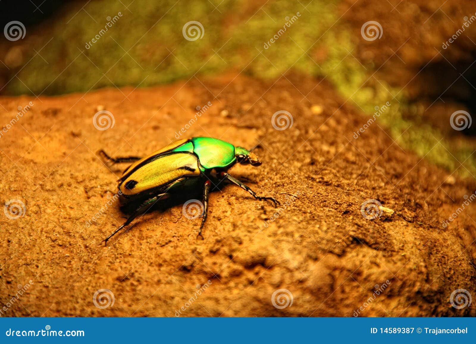 Scarab Beetle Stock Photography | CartoonDealer.com #101438060