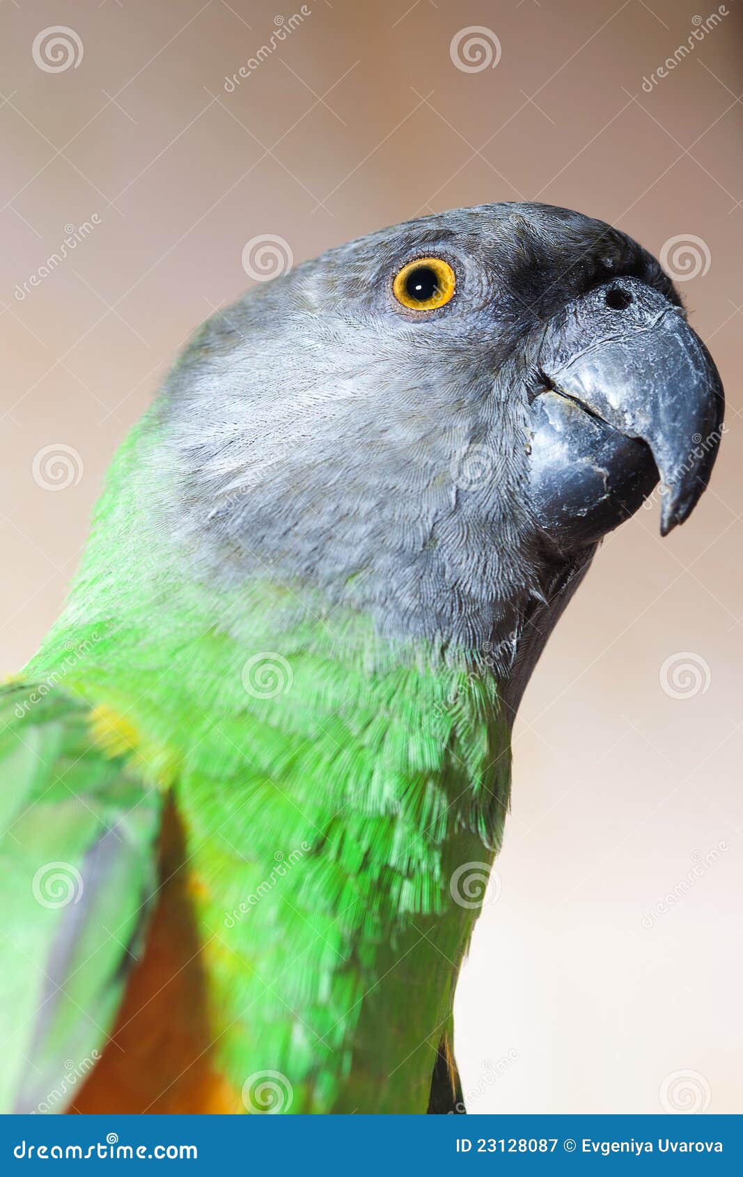 Green and Yellow Senegal Parrot Closeup Stock Image - Image of beak ...