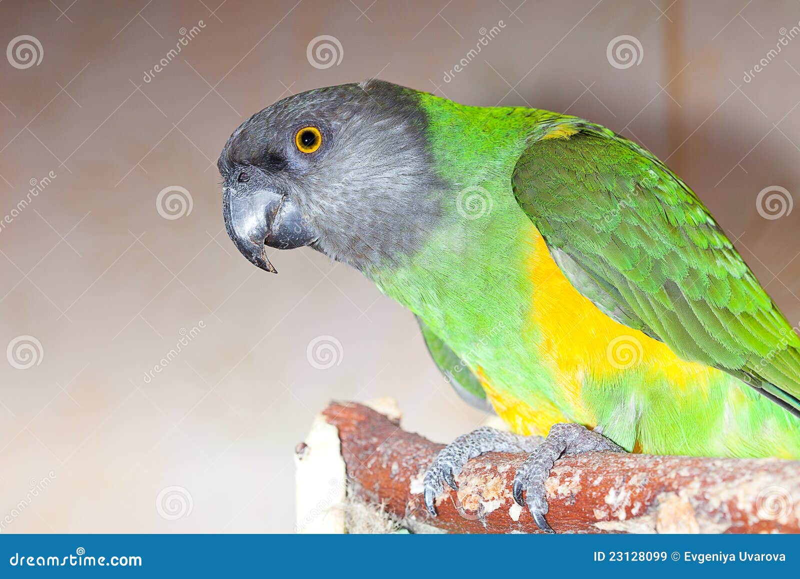 Senegal Parrot - Poicephalus Senegalus Stock Image | CartoonDealer.com ...