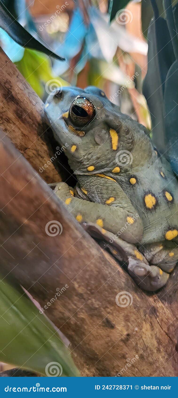 A Green with Yellow Spots Tree Frog. Stock Image - Image of spots, frog ...