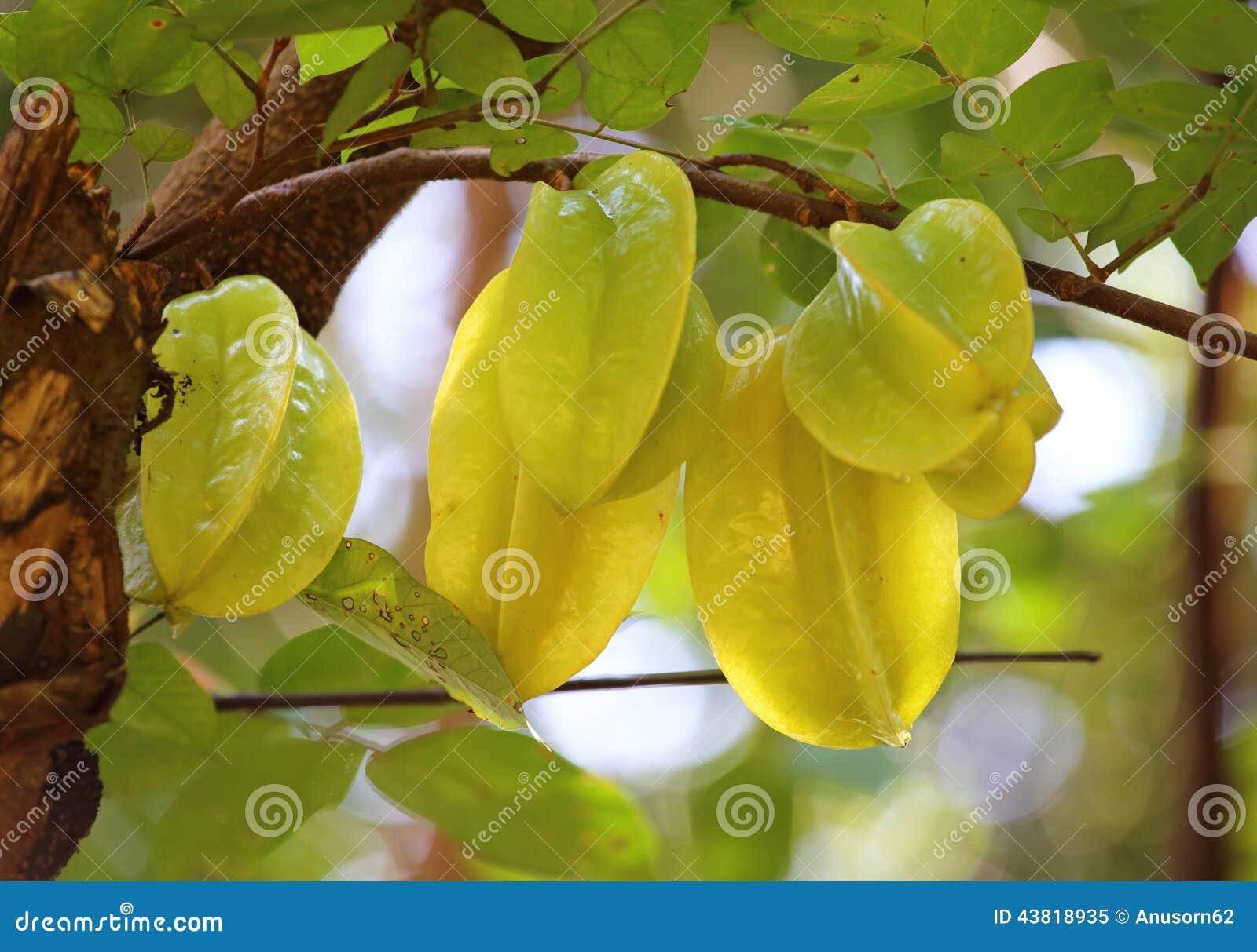 Green and Yellow Star Apple Fruit Carambola Stock Image - Image of ...
