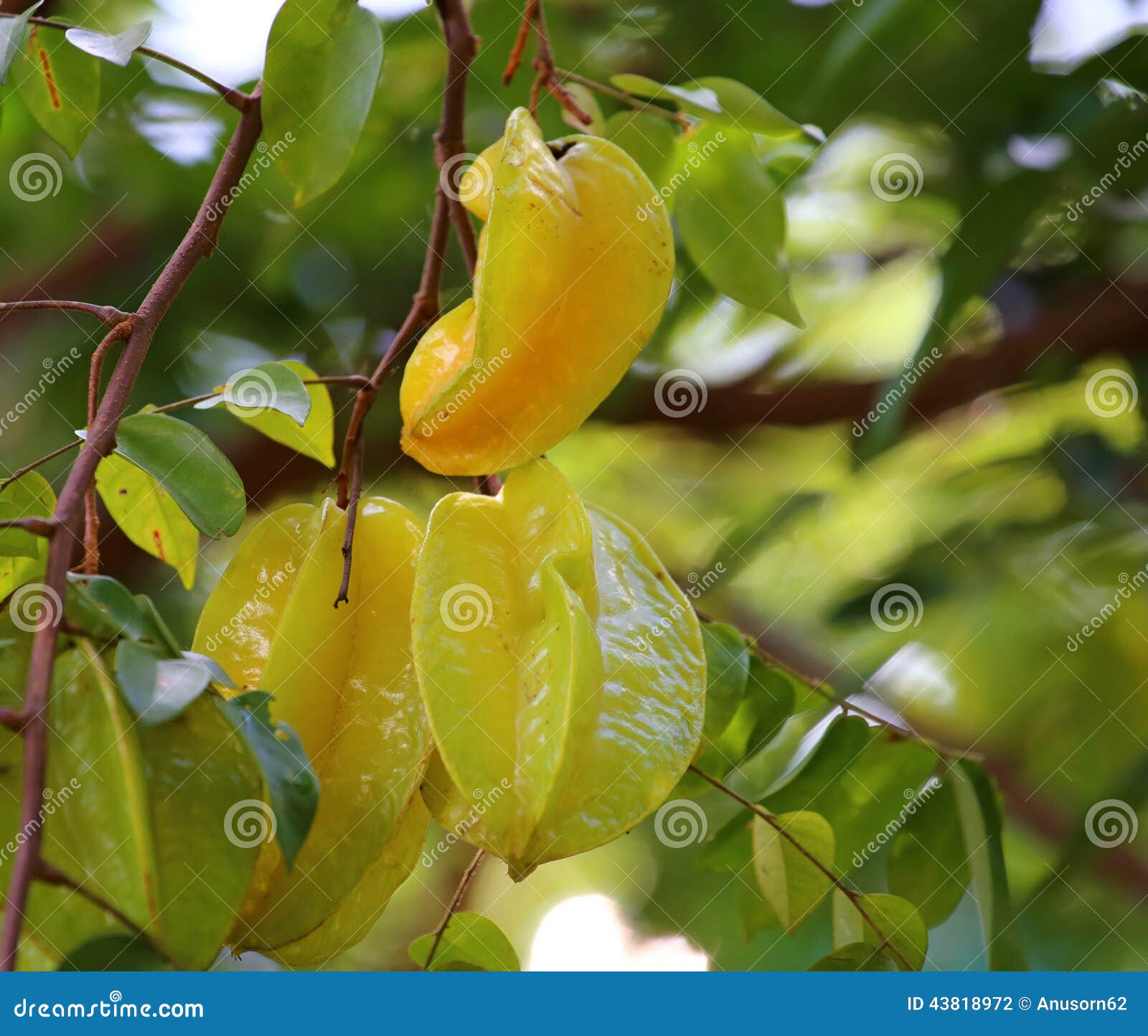 Tropica Fruit Durian Stock Photography | CartoonDealer.com #202871408