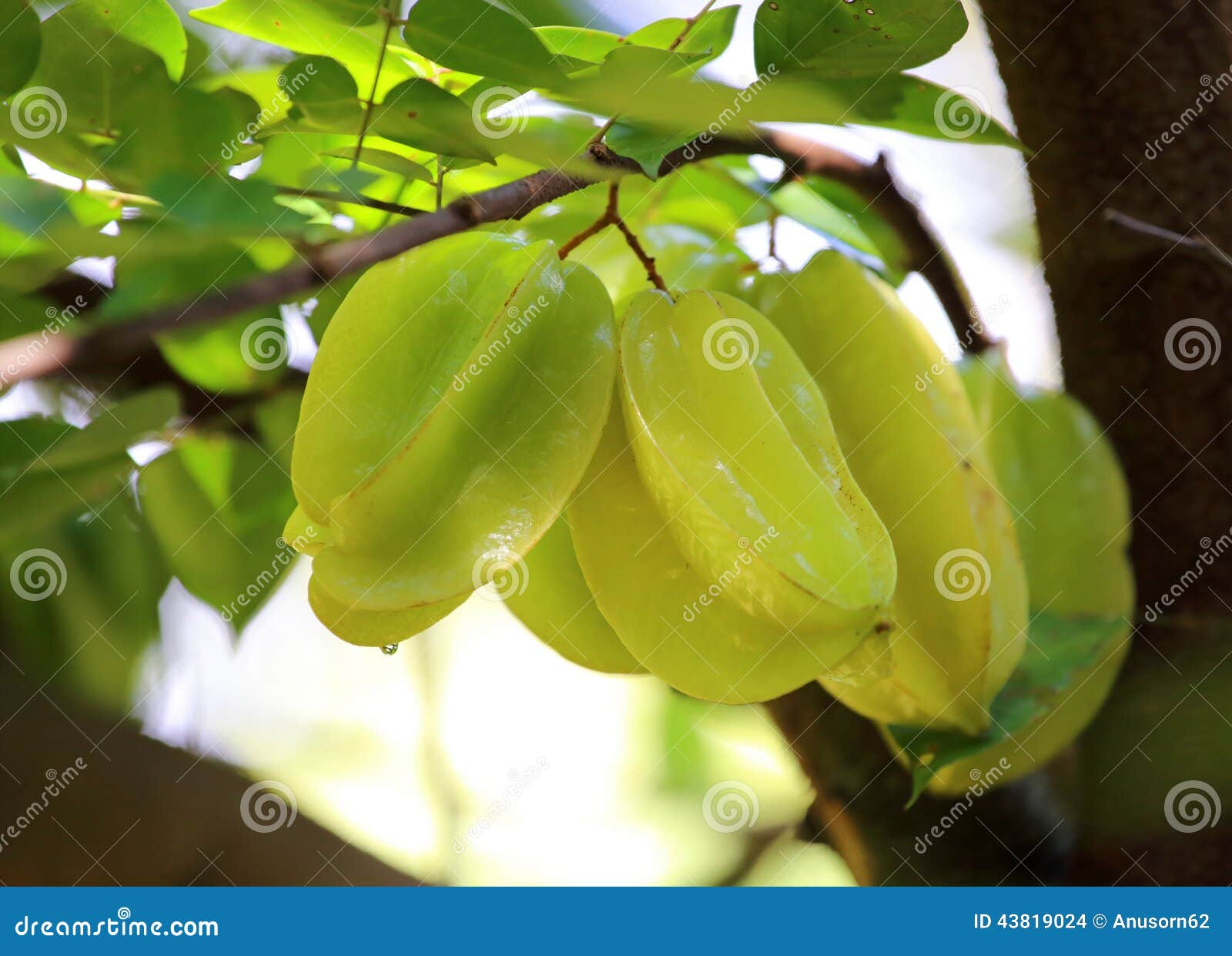 Green and Yellow Star Apple Fruit Carambola Stock Photo - Image of ...