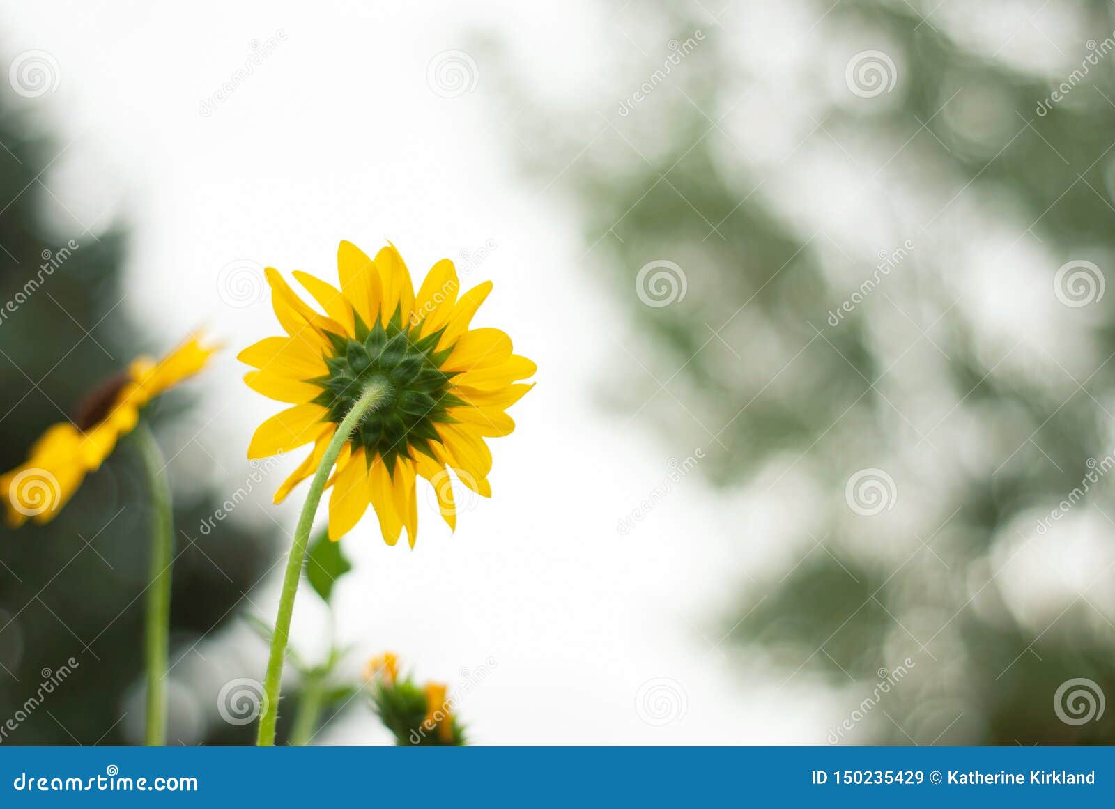Sunflower Points Stock Photos - Free & Royalty-Free Stock Photos from ...