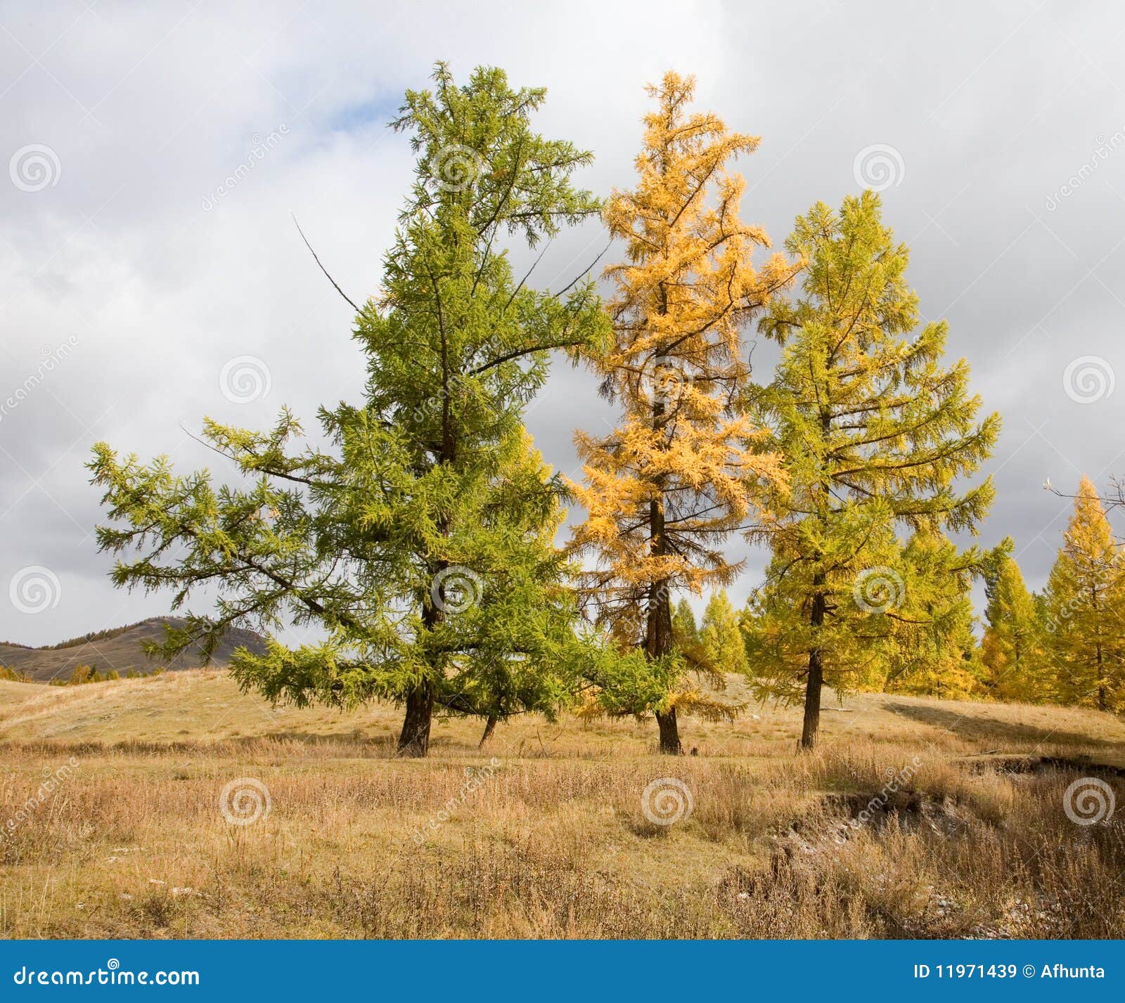 Green and yellow trees stock image. Image of forest, coniferous - 11971439