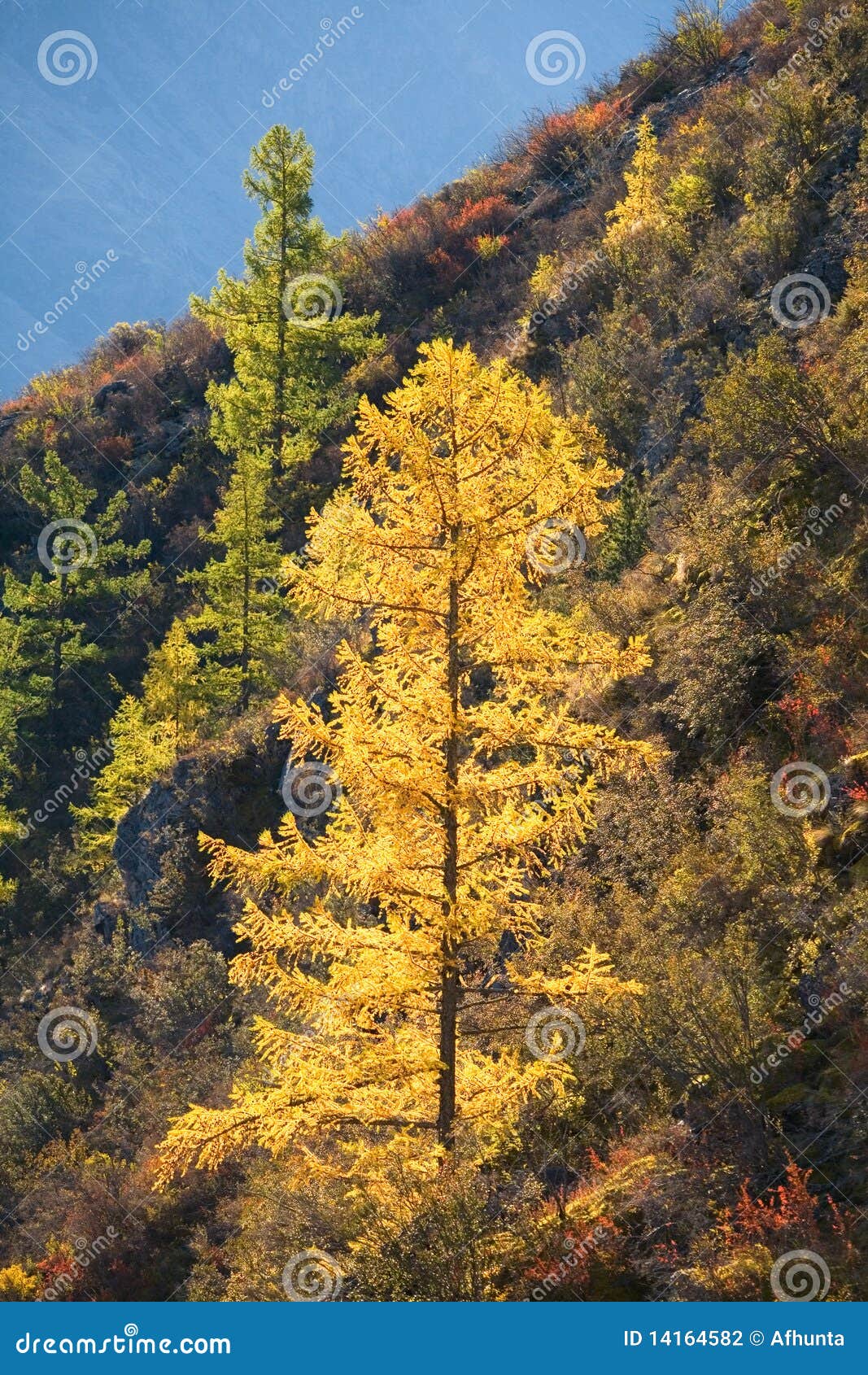 Green and yellow trees stock photo. Image of autumn, blue - 14164582