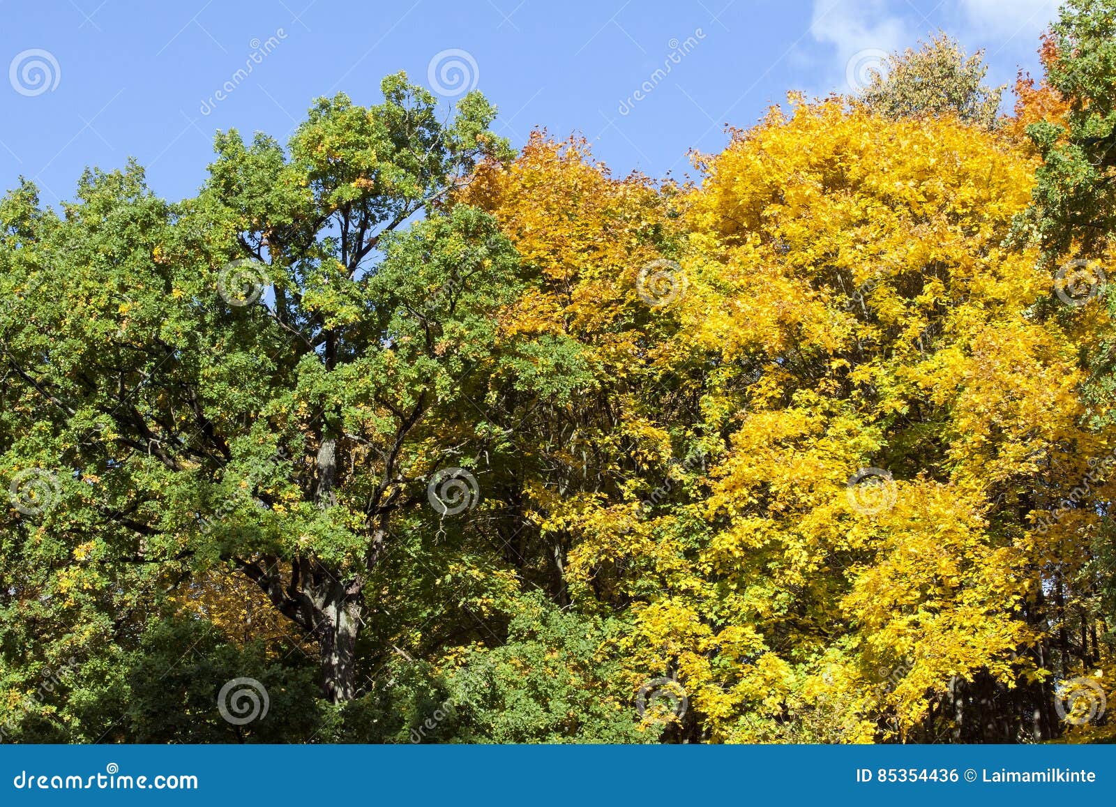 Green and Yellow Trees in Autumn. Stock Photo - Image of stem, autumn ...