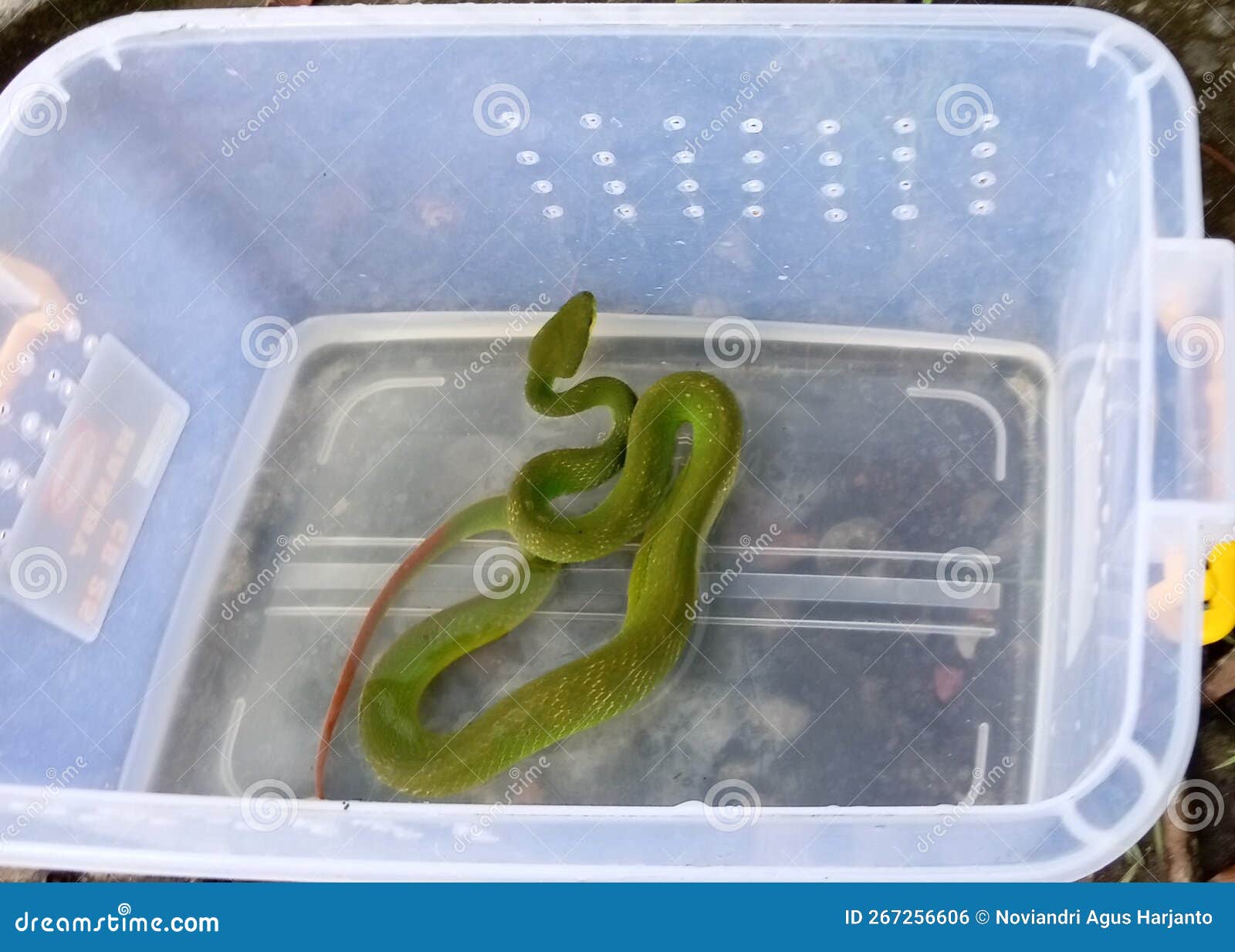 Green Yellow Trimeresurus Insularis Stock Photo - Image of snake ...