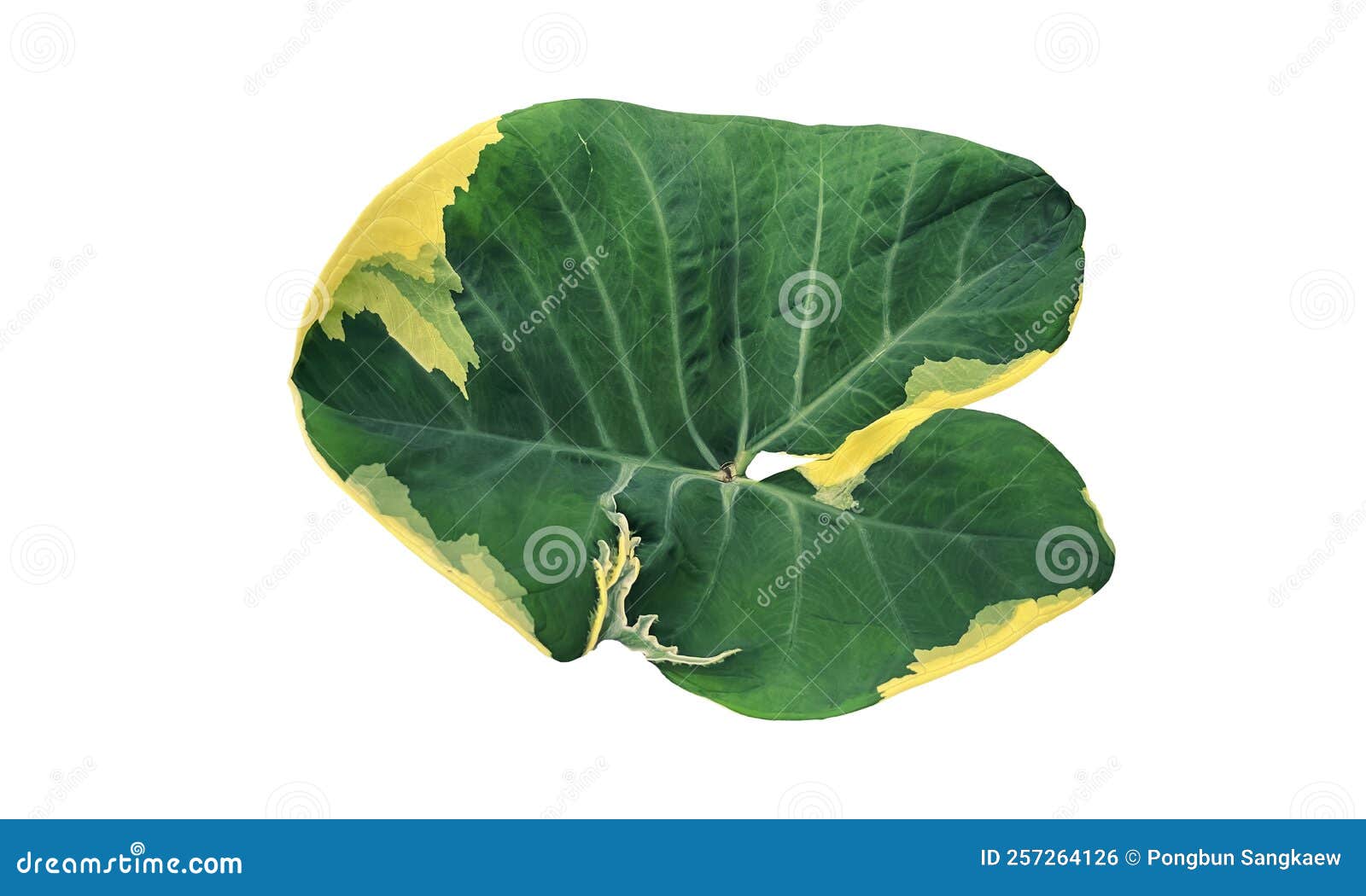Green and Yellow Tropical Leaf Isolate on White Stock Photo - Image of ...