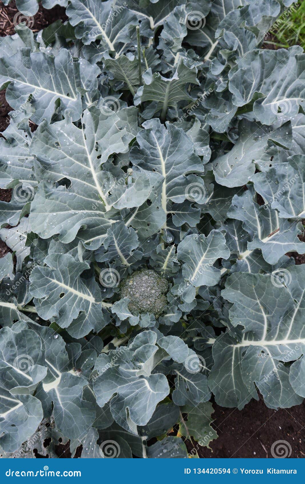 Broccoli cultivation stock photo. Image of carotene - 134420594