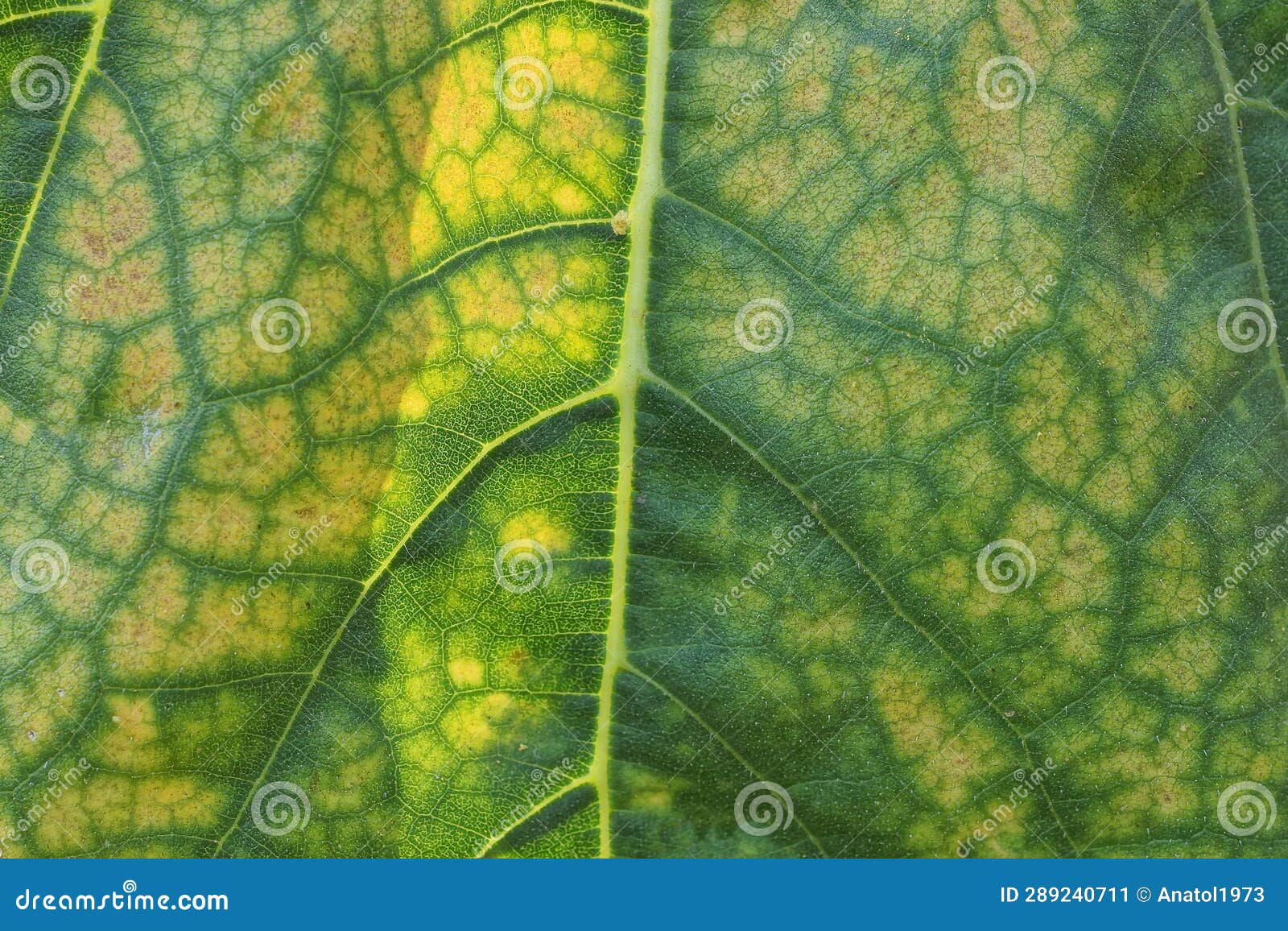 Vegetative Texture from a Piece of a Large Leaf Stock Image - Image of ...
