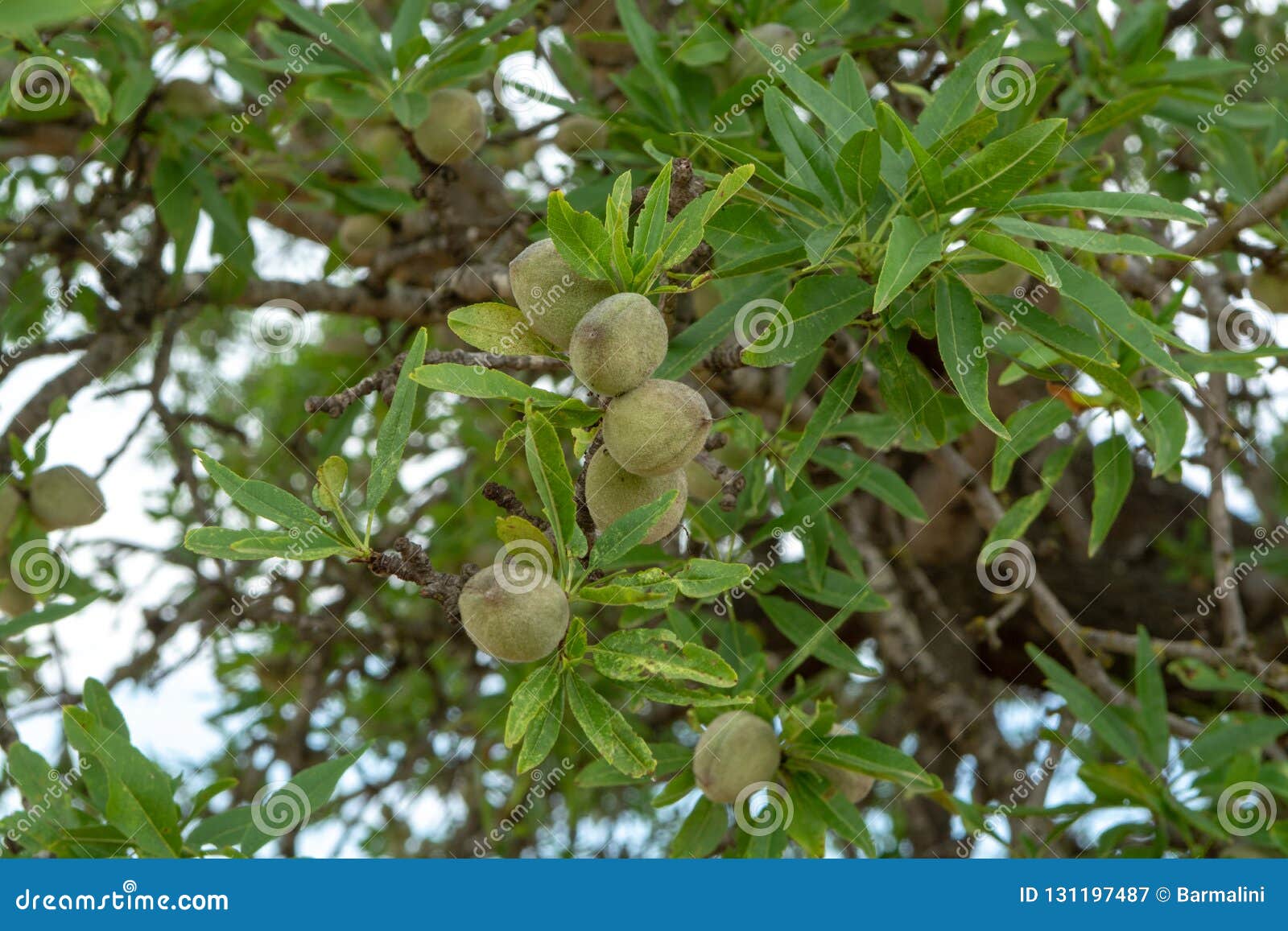 Green Young Almonds Nuts Growing on Almond Tree Stock Image - Image of ...