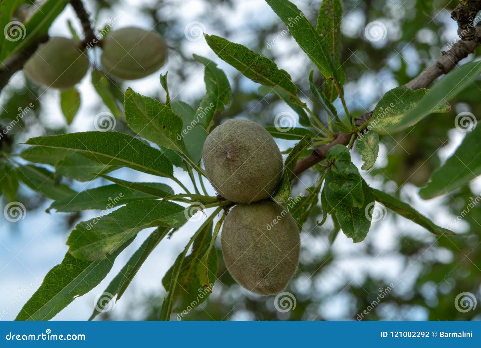 Green Young Almonds Nuts Growing on Almond Tree Stock Photo - Image of ...