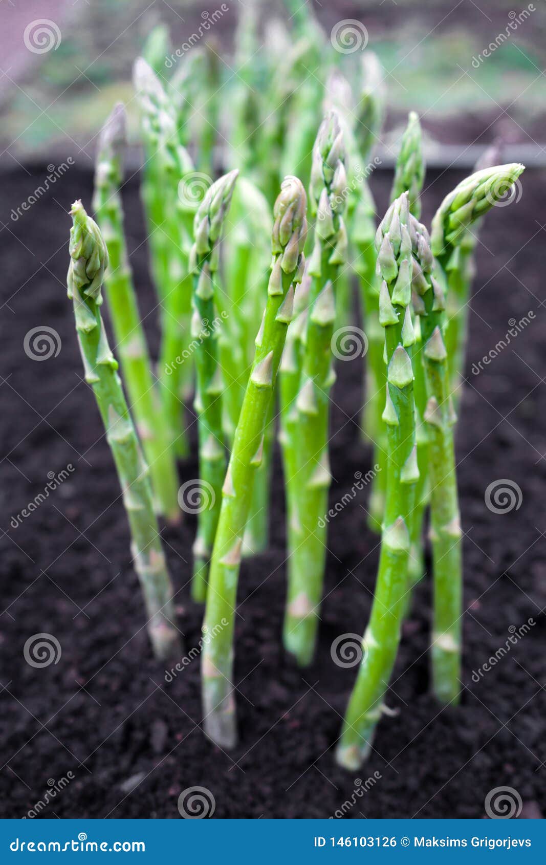 Green Young Asparagus Sprouts in the Garden Stock Photo - Image of ...