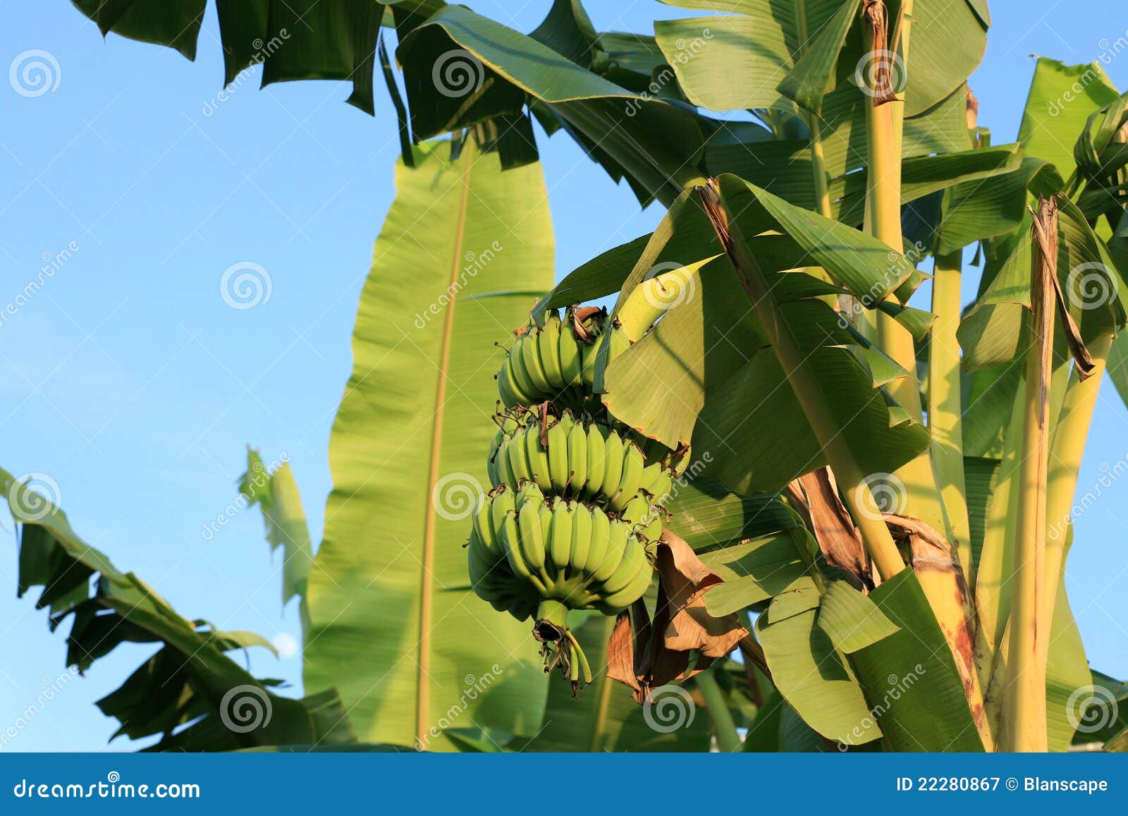Green Young Bananas Hanging on the Tree Stock Image - Image of garden ...