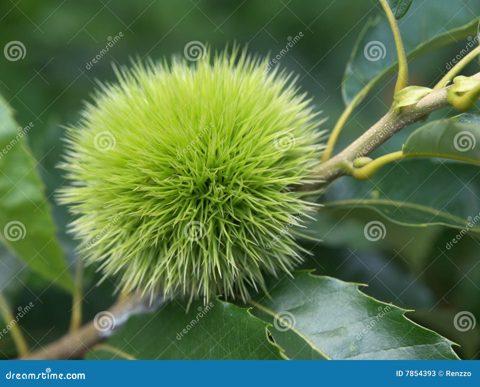 Green Young Chestnut on Tree Stock Image - Image of summer, husk: 7854393