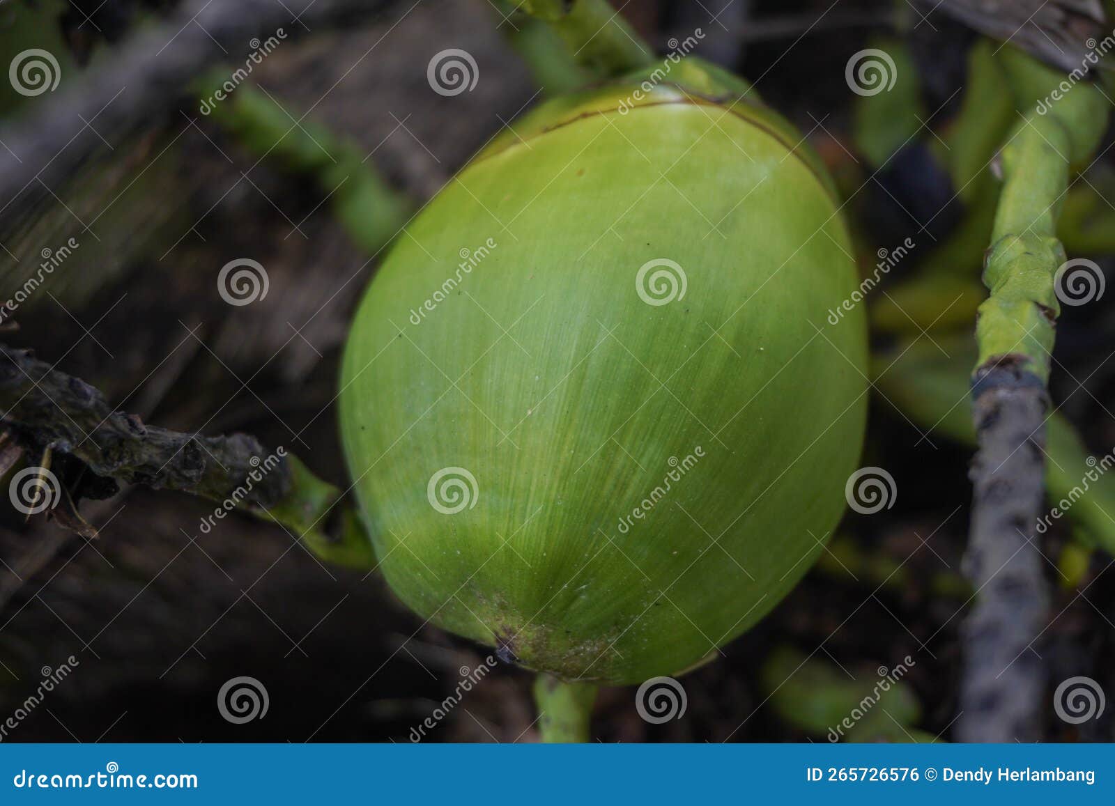 Green Young Coconut Shoots on Tree Stock Photo - Image of concepts ...
