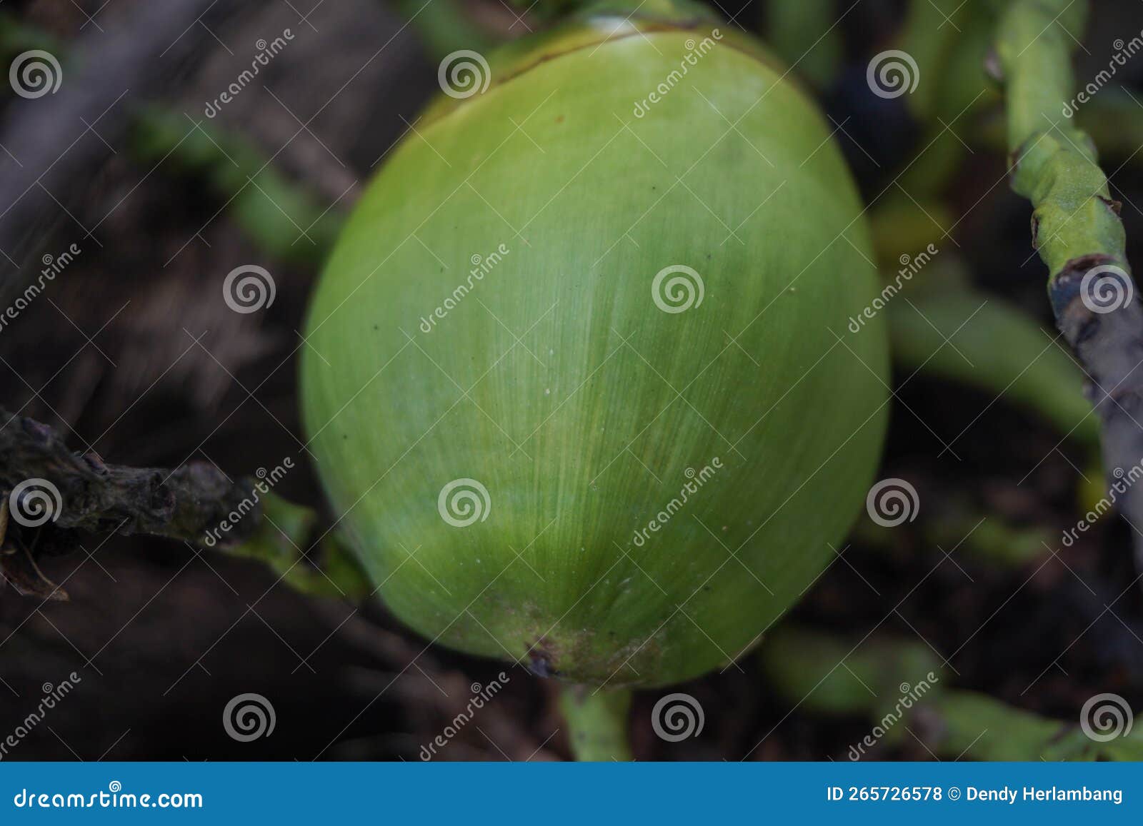 Green Young Coconut Shoots on Tree Stock Photo - Image of flower, land ...
