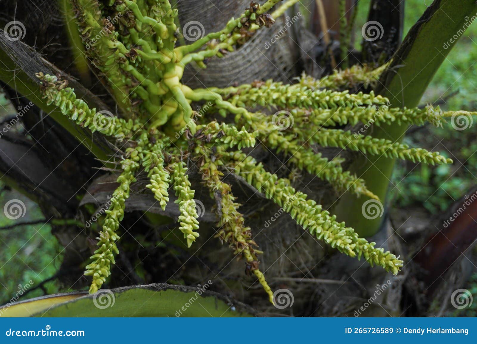 Green Young Coconut Shoots on Tree Stock Image - Image of coconut ...