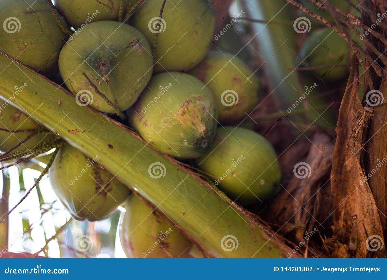 Green Young Coconuts on a Coconut Tree - Ko Chang, Thailand, April 2018 ...