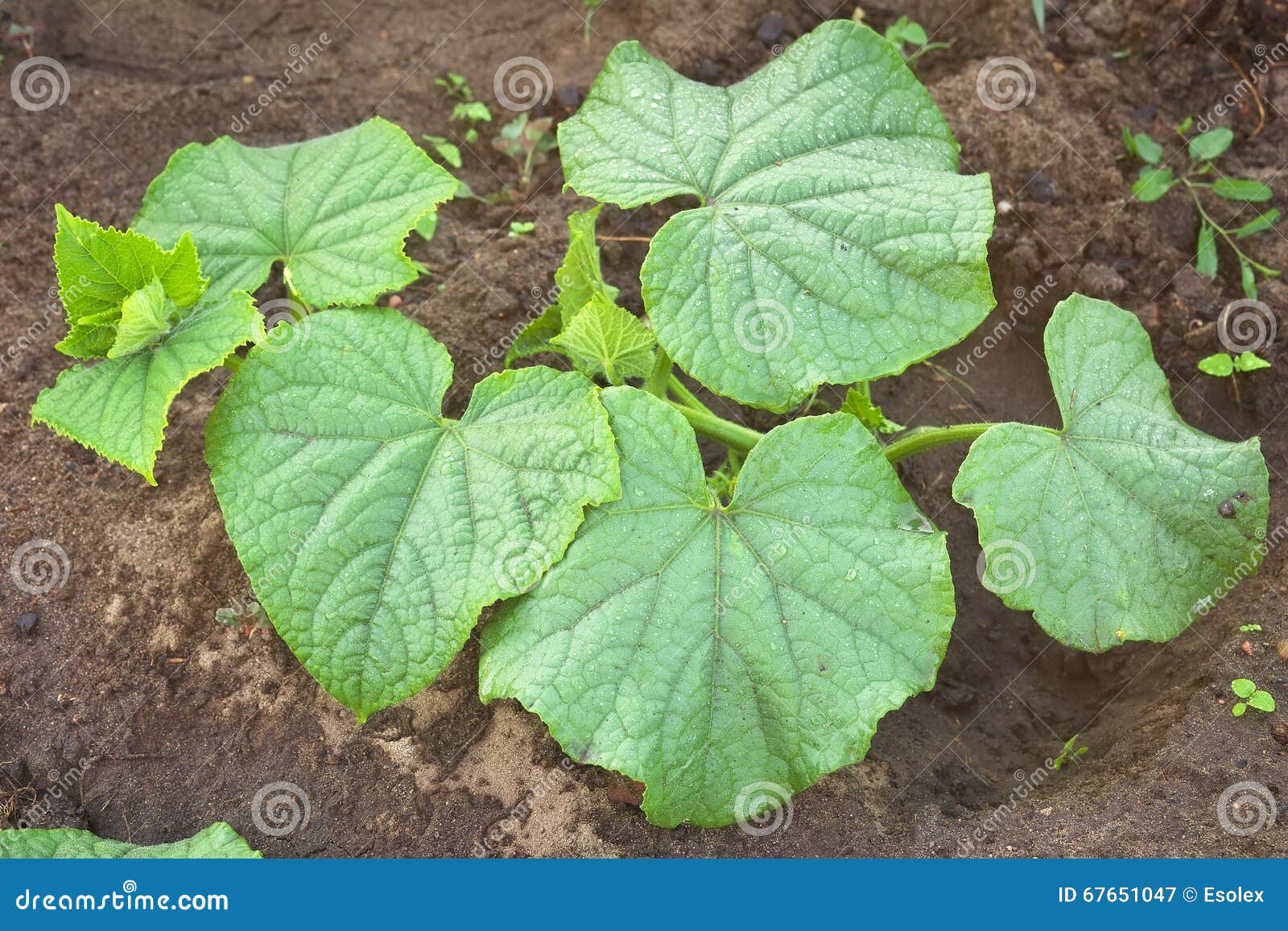 Green Young Cucumber Plants Grows in the Soil. Stock Image - Image of ...
