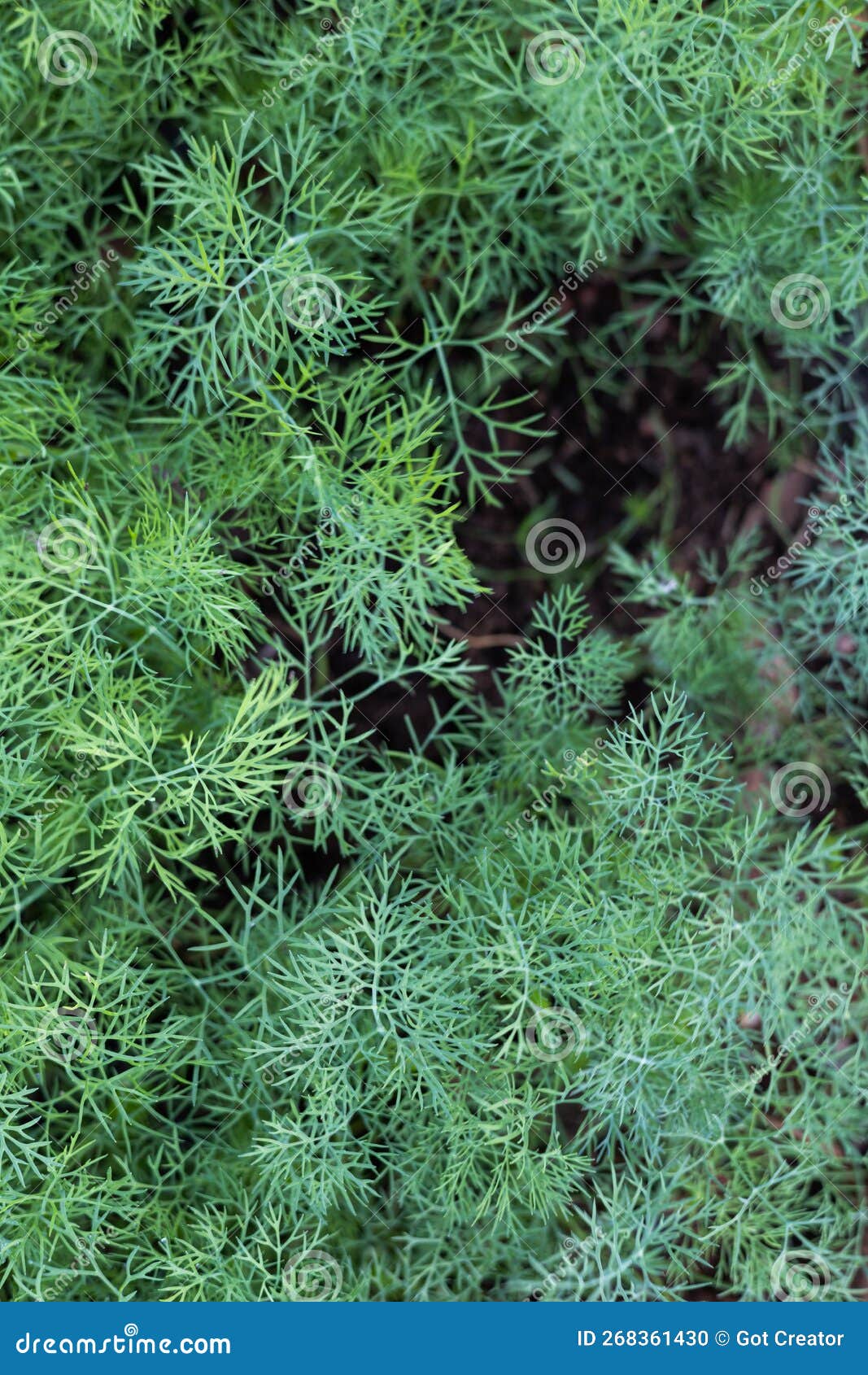 Green Young Dill Grows in the Garden Bed Stock Photo - Image of ...