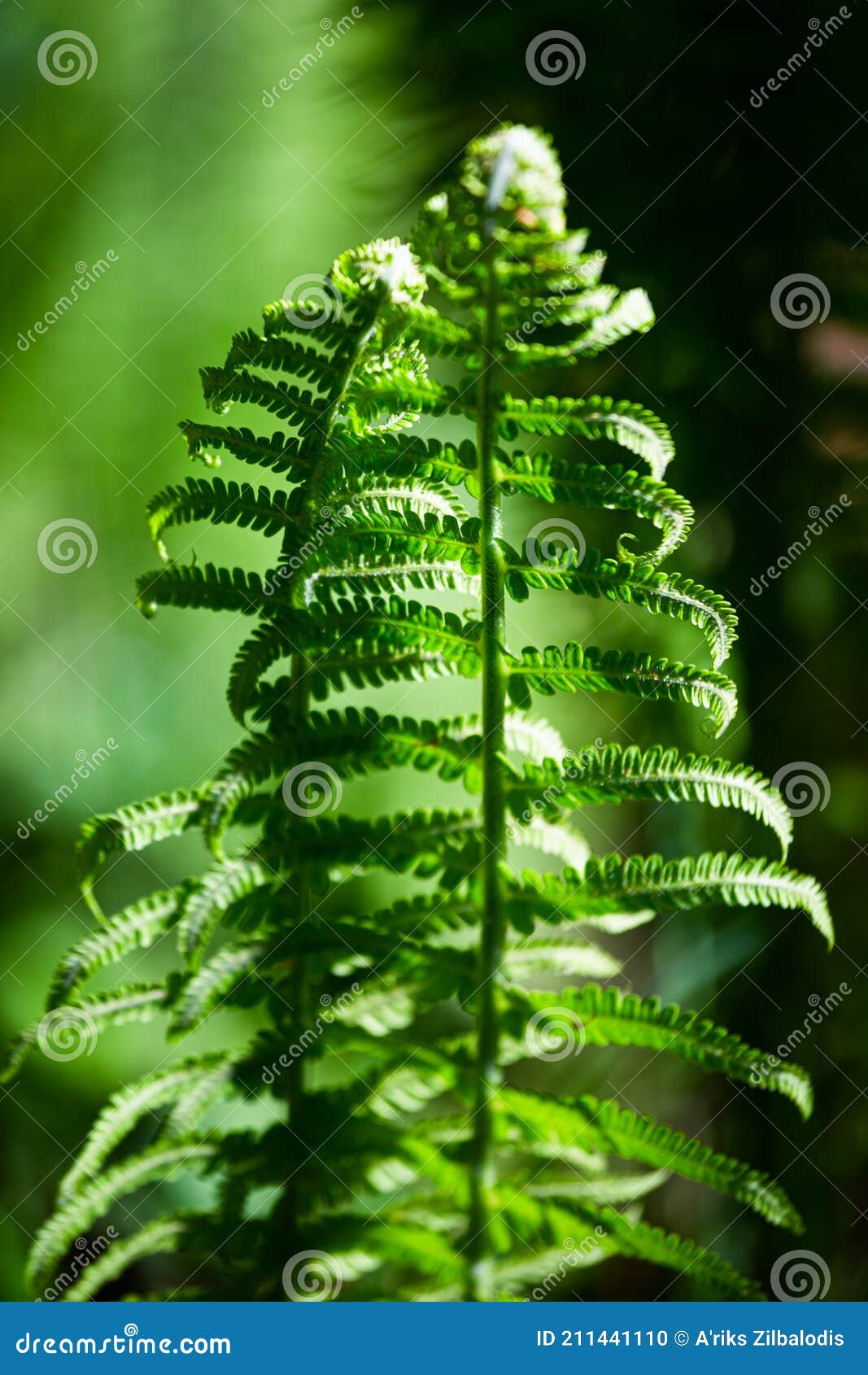 Green Young Fern Shoots in Summer Stock Photo - Image of closeup ...