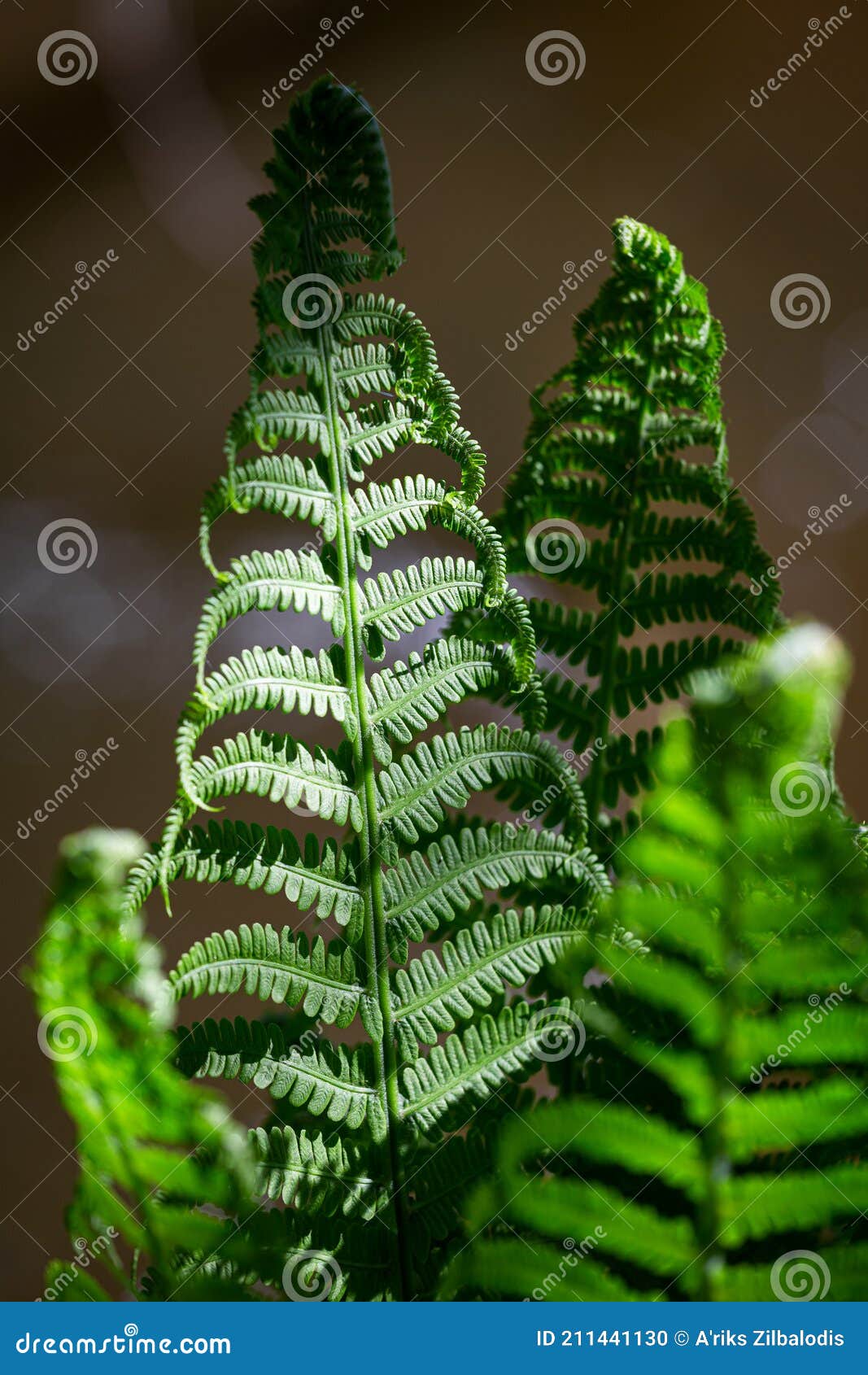 Green Young Fern Shoots in Summer Stock Photo - Image of bright ...