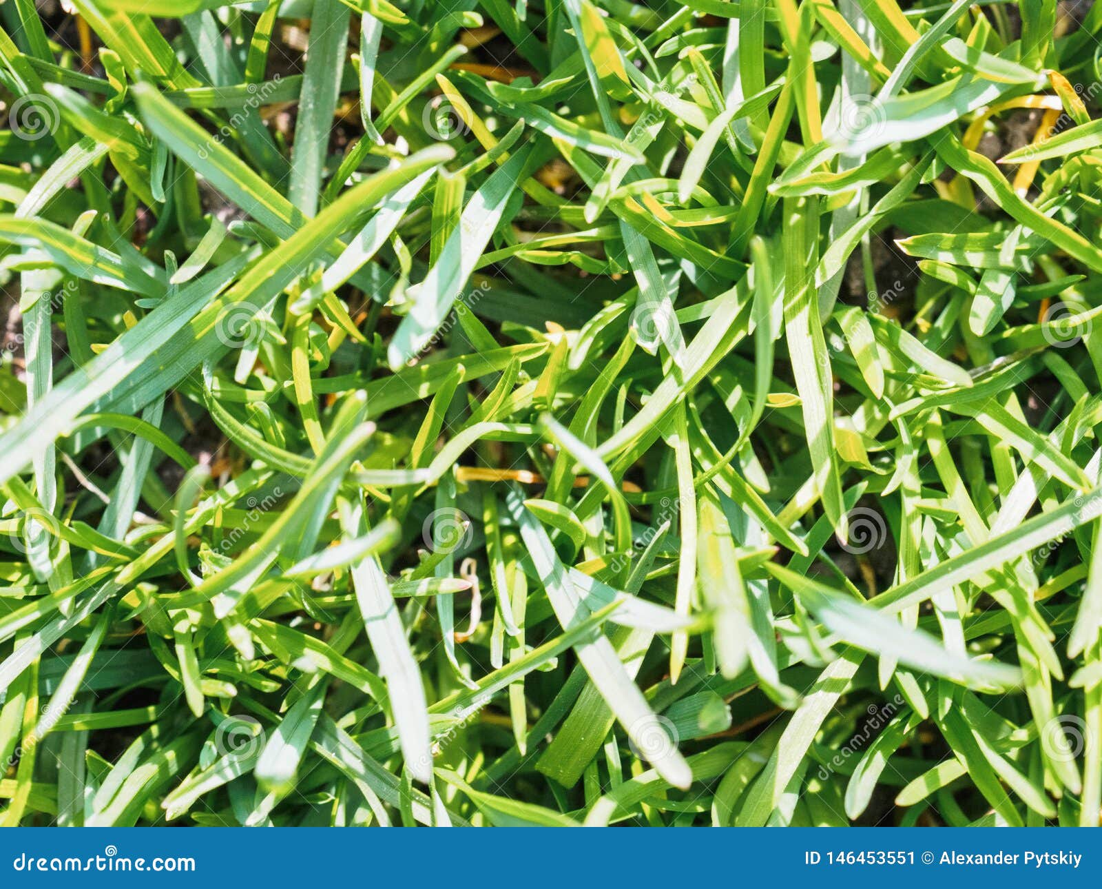Green Young First Grass in Spring. View from Above Stock Image - Image ...