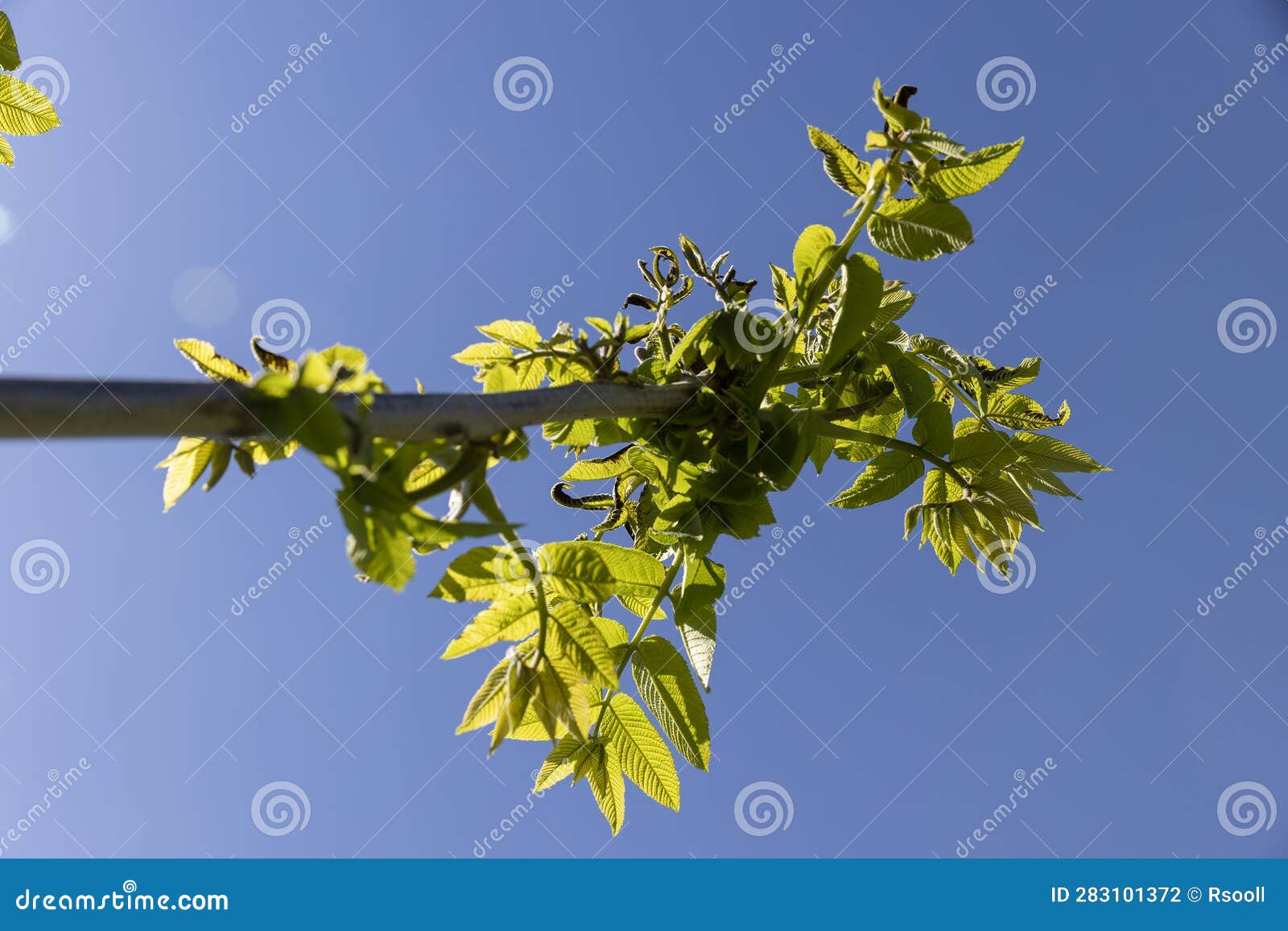 Green Young Foliage and Inflorescences on Spring Walnut Trees Stock ...