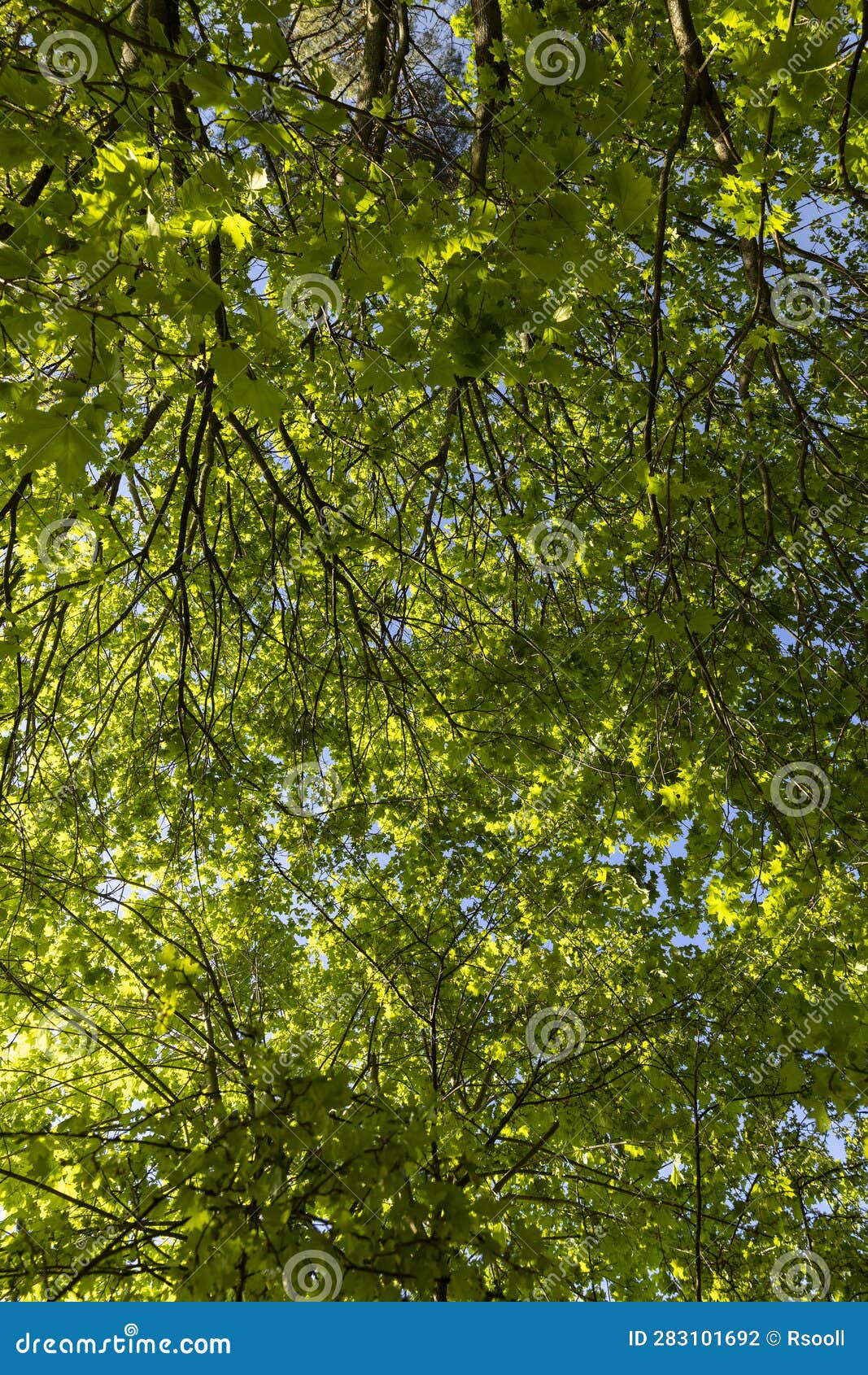 Green Young Foliage of Spring Maples Stock Photo - Image of abstract ...