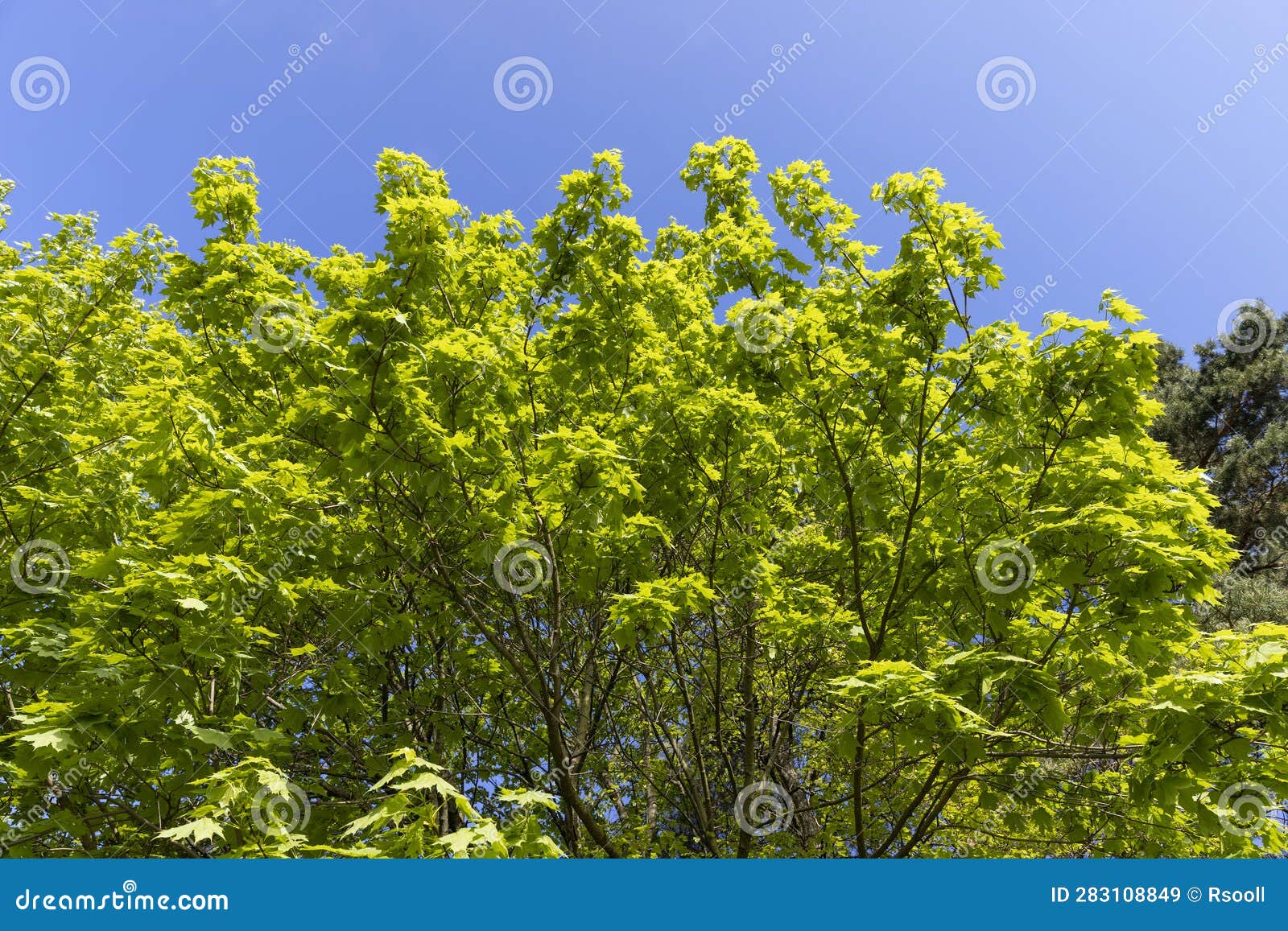 Green Young Foliage of Spring Maples Stock Image - Image of nature ...
