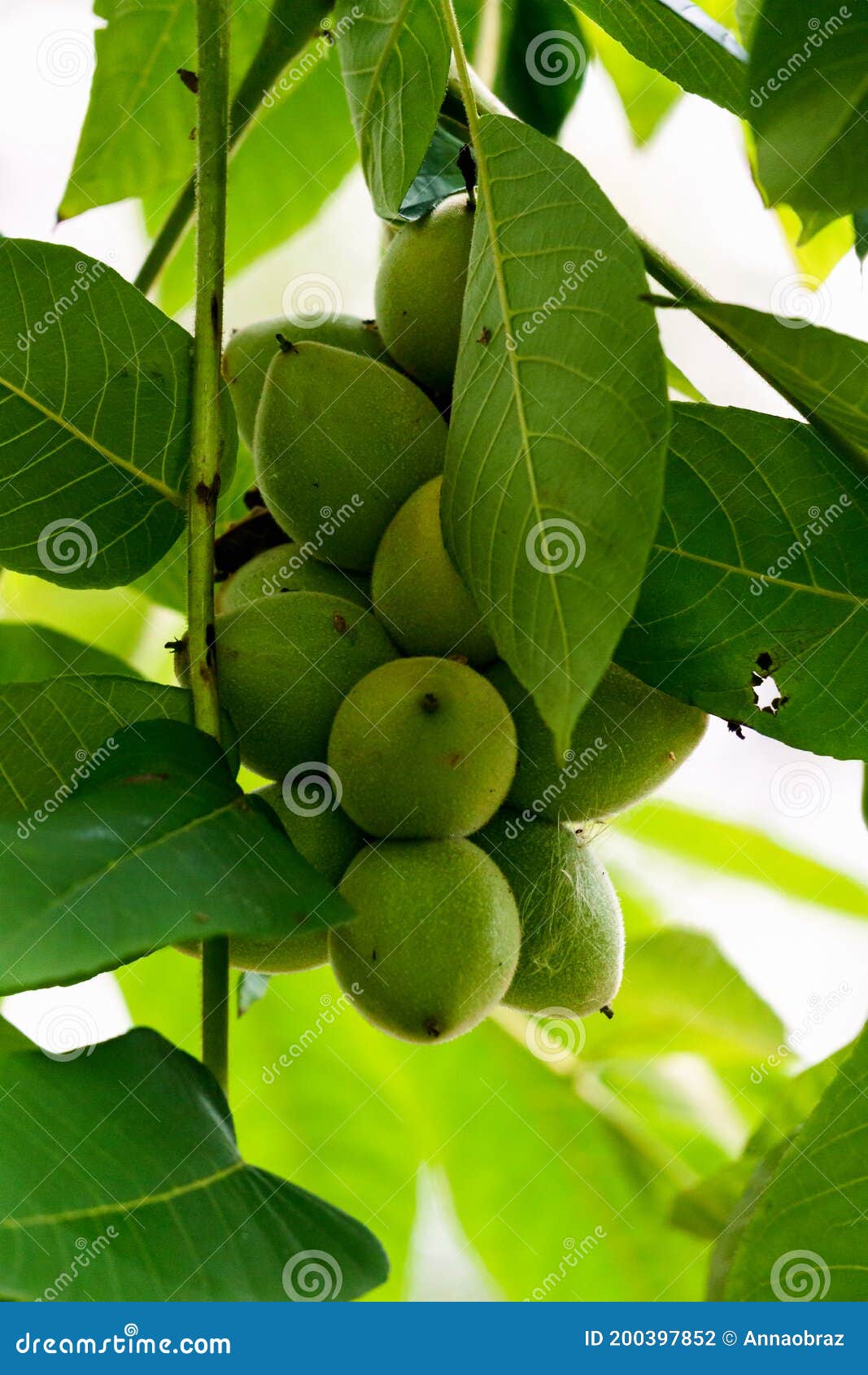 Green Young Fruits of a Walnut in a Green Shell on a Tree Stock Photo ...